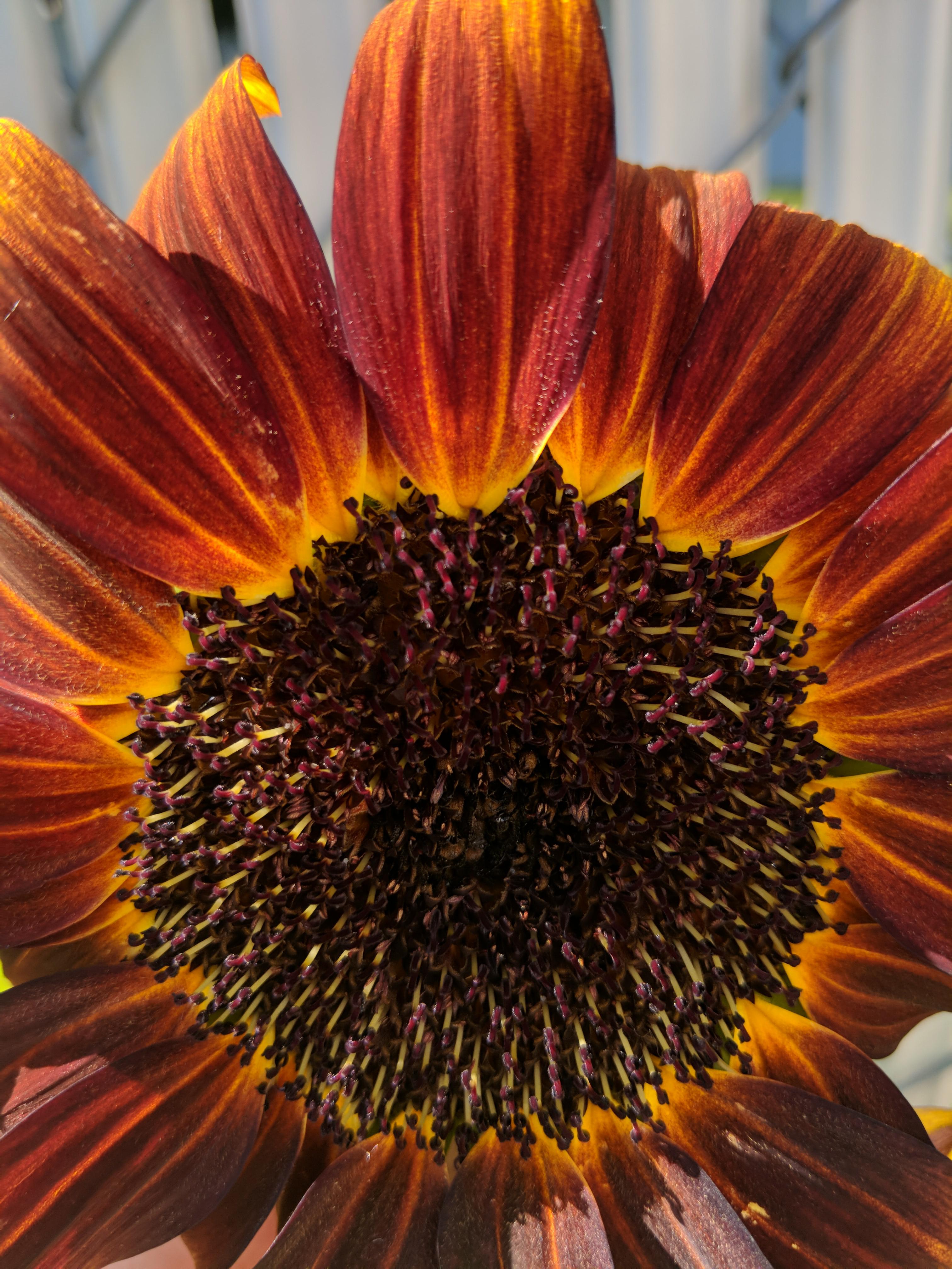 Moulin Rouge in all her majesty | Scrolller