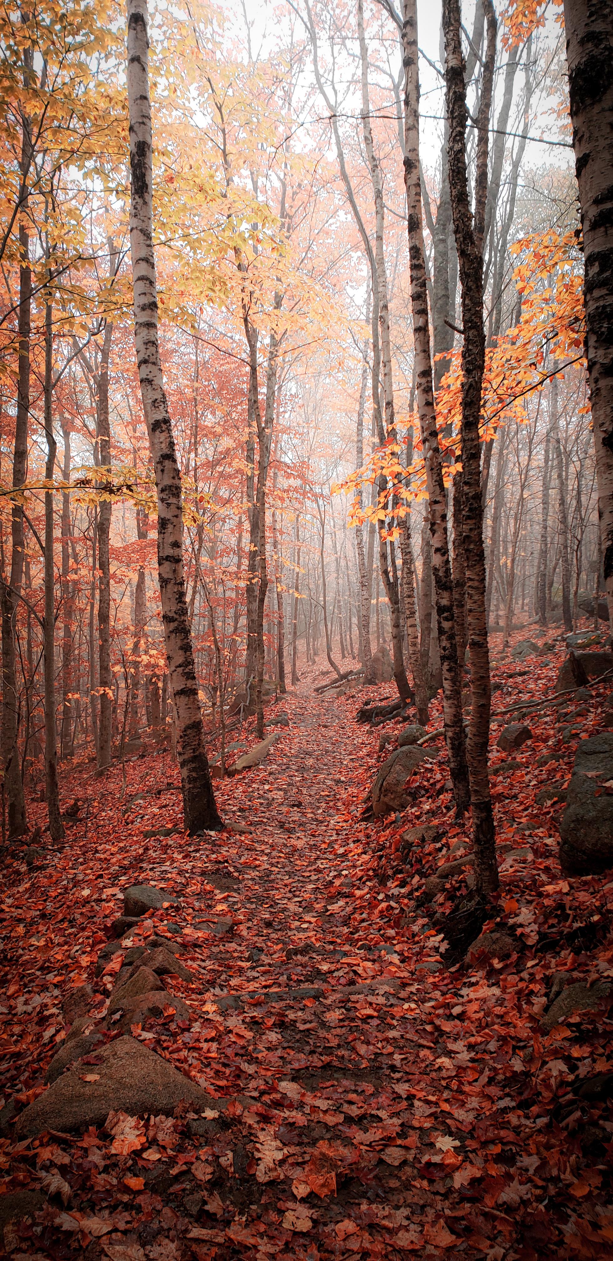 Mount Magic Island ‐ The Beehive Trail, Acadia National Park, Maine [OC] [1960x4032] | Scrolller