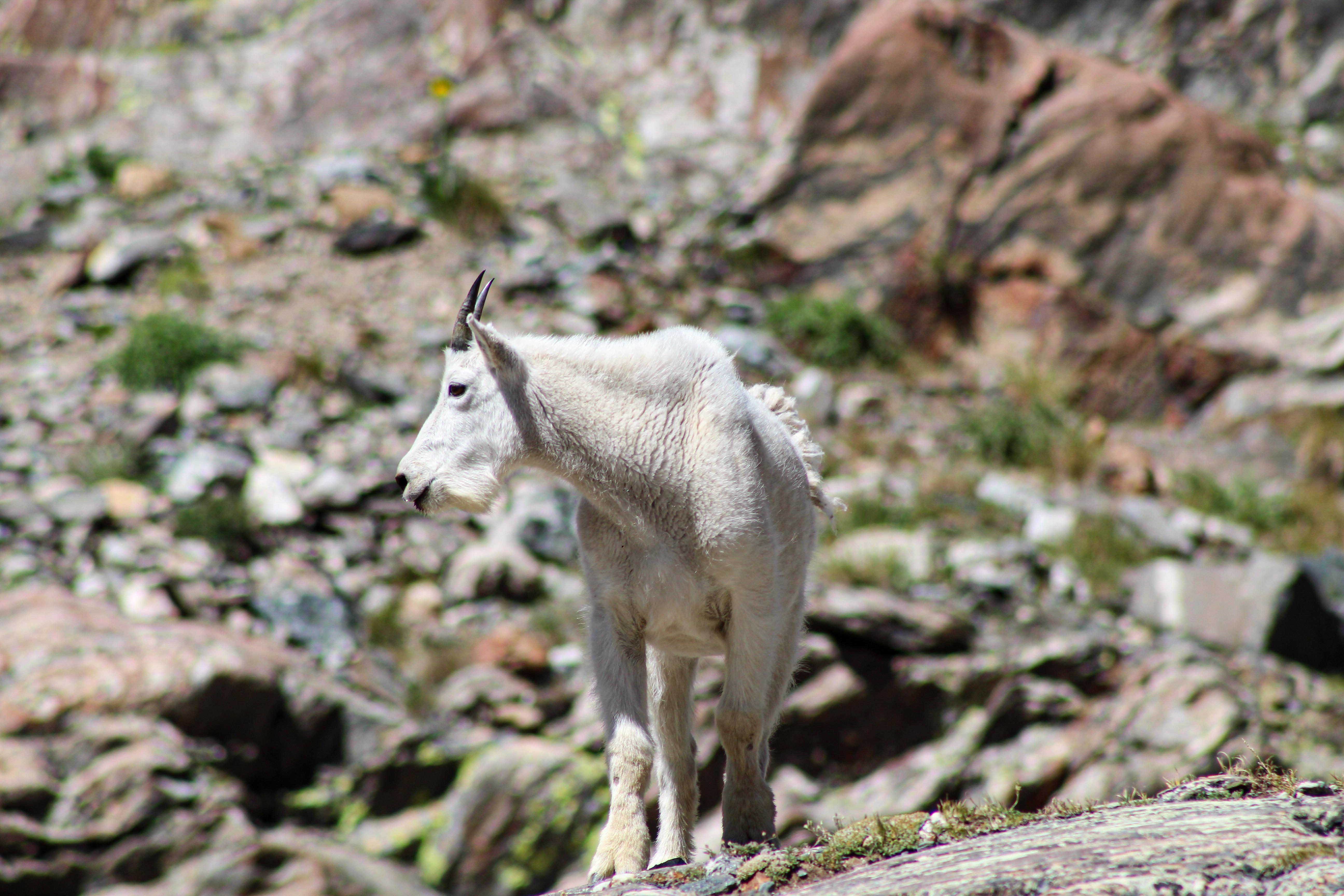 Mountain goat | Scrolller