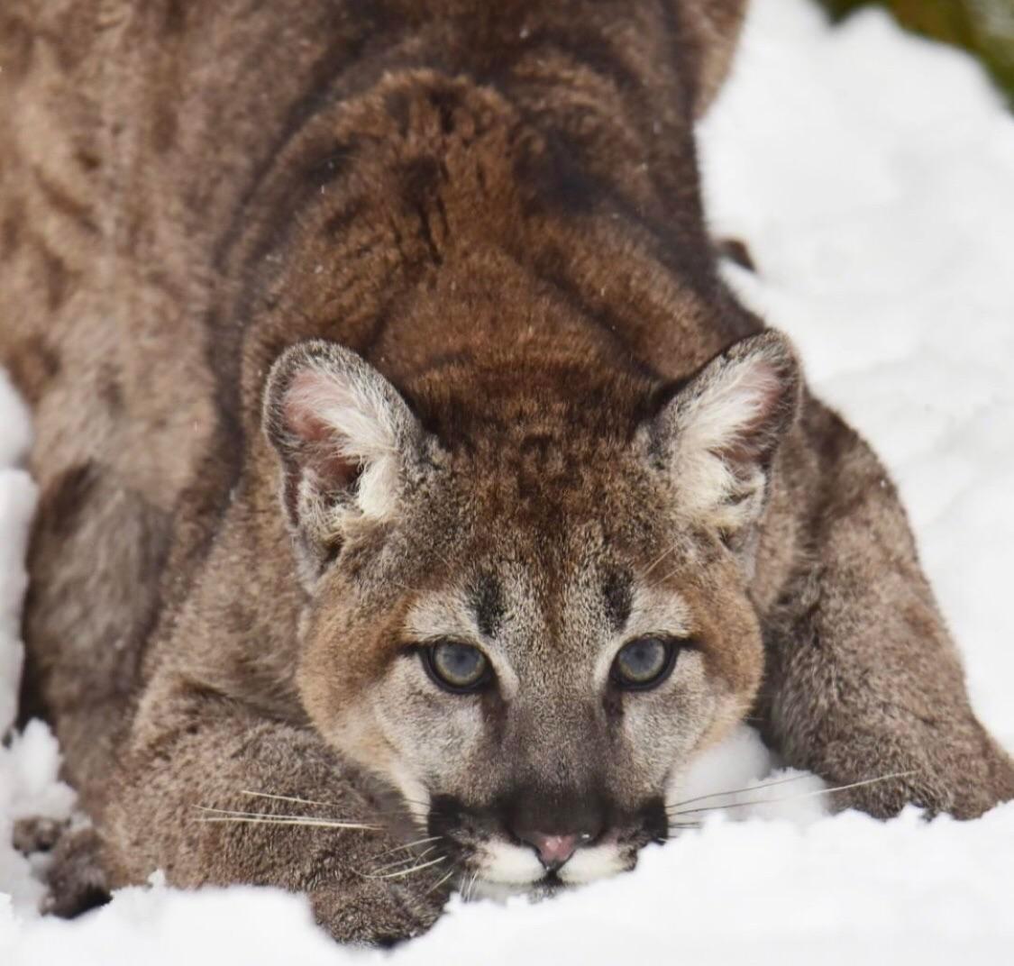Mountain Lion Cub Playing In The Snow | Scrolller