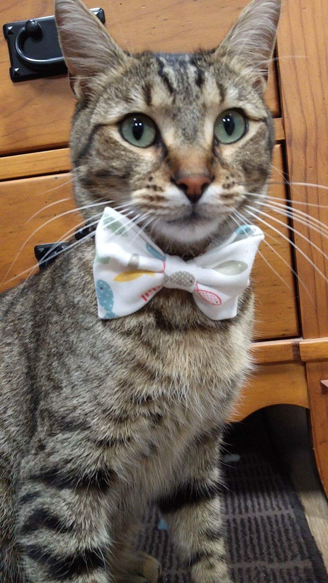 Mr Chester's looking very dapper today 🐠 | Scrolller