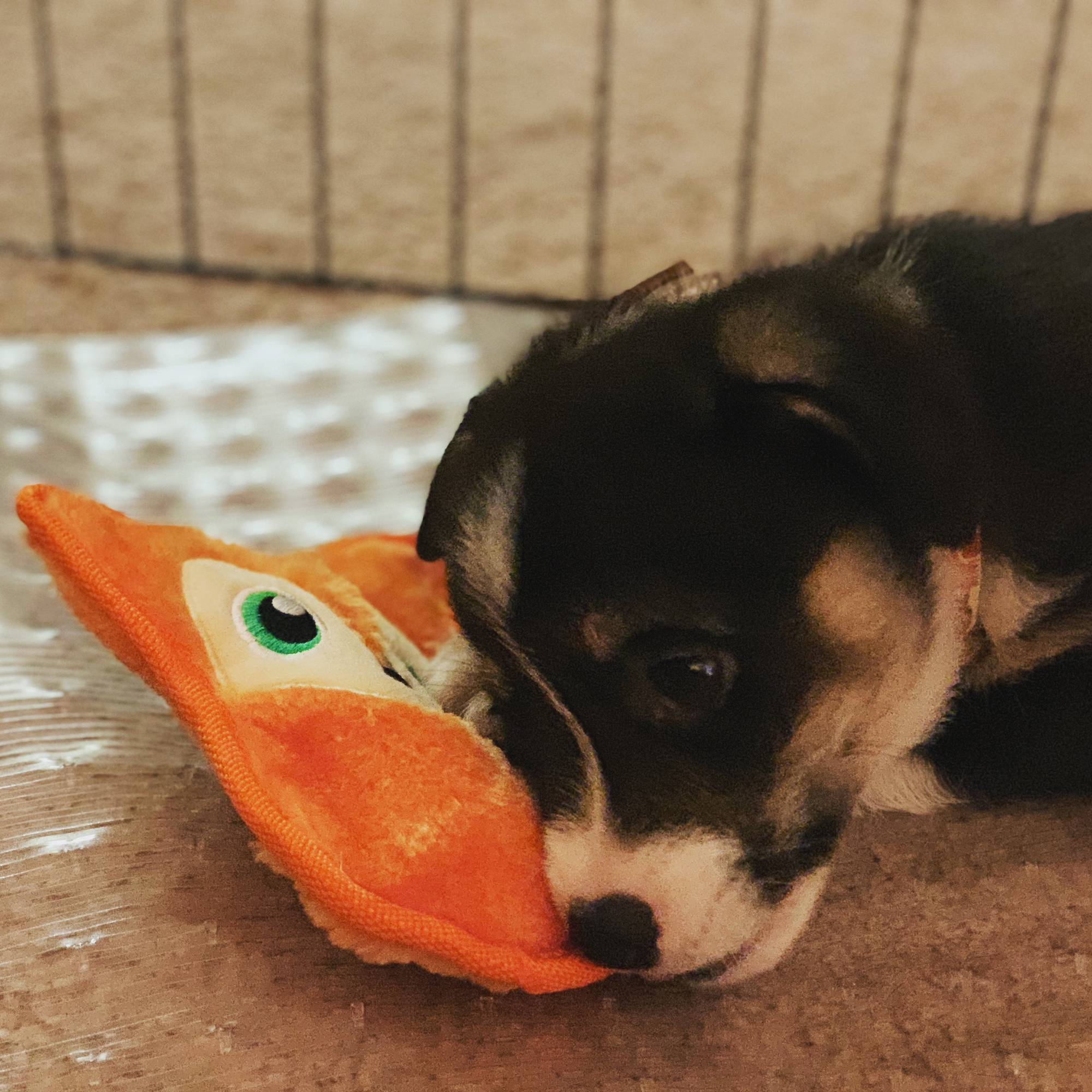 Mr Chews-on-everything enjoying a toy | Scrolller