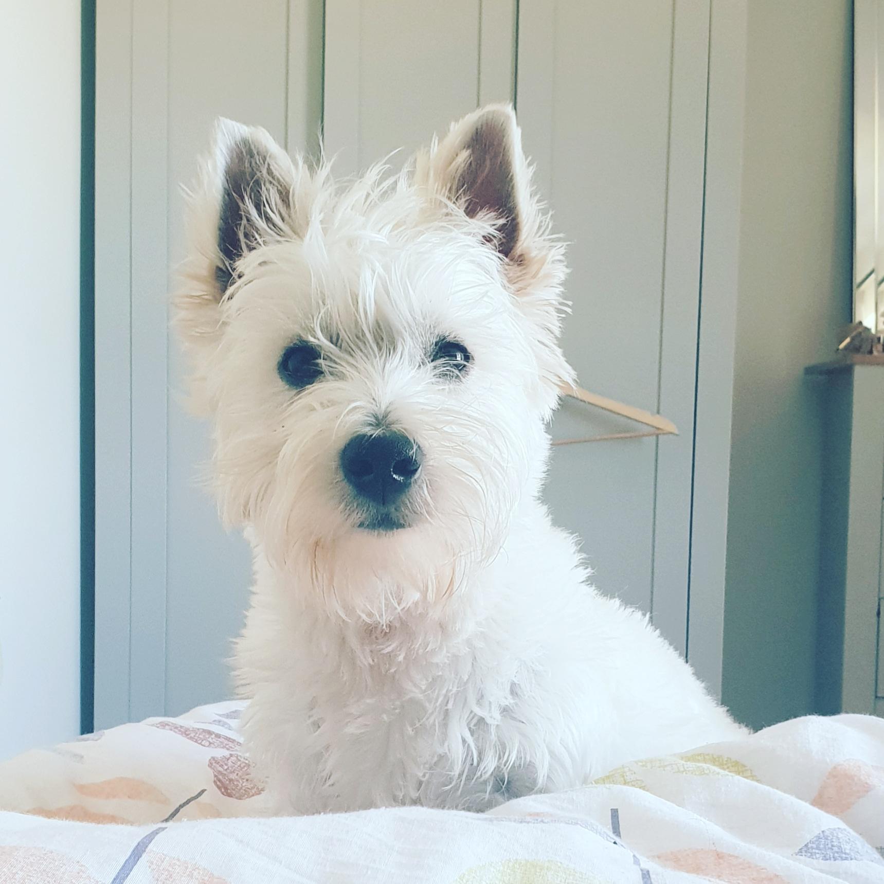 Mr Handsome | Scrolller