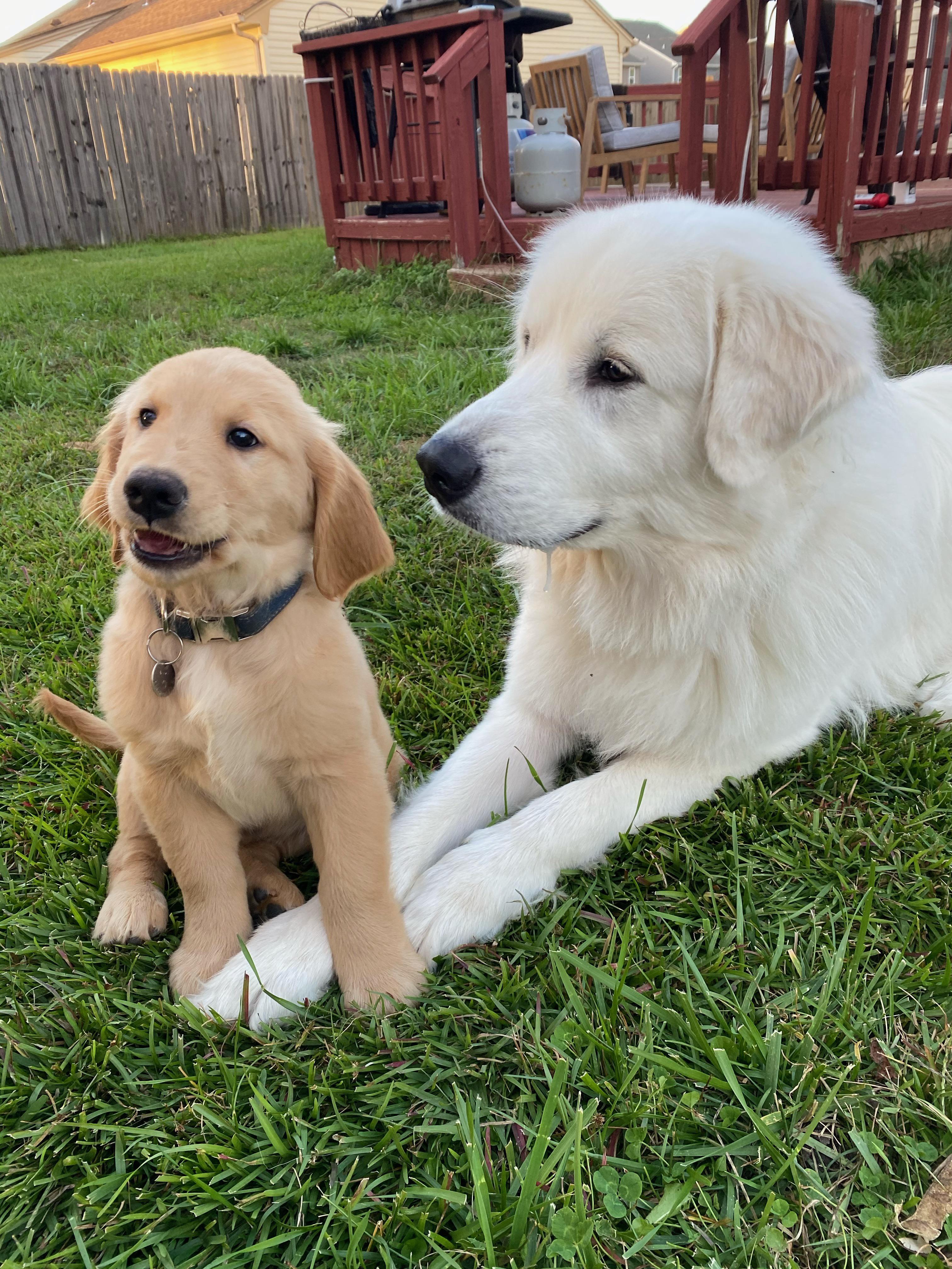 Mr. Moose made himself a friend! He had a blast with our best friend’s golden, Levi | Scrolller