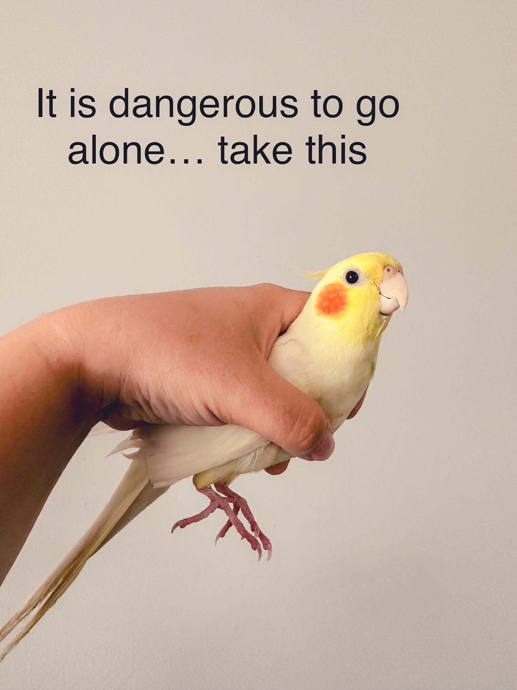 Mr. Noodle | Scrolller