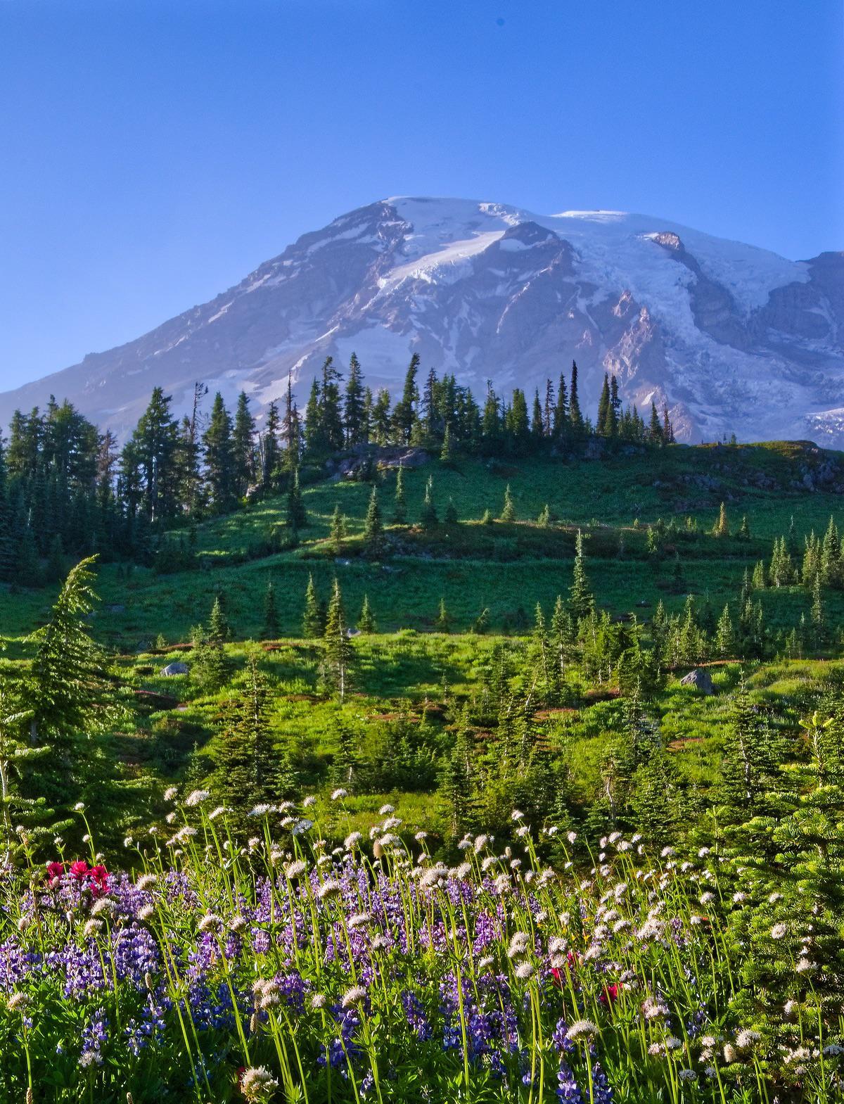 Mt. Rainier shows its staggering size looming over an alpine meadow [OC][1200x1569] | Scrolller