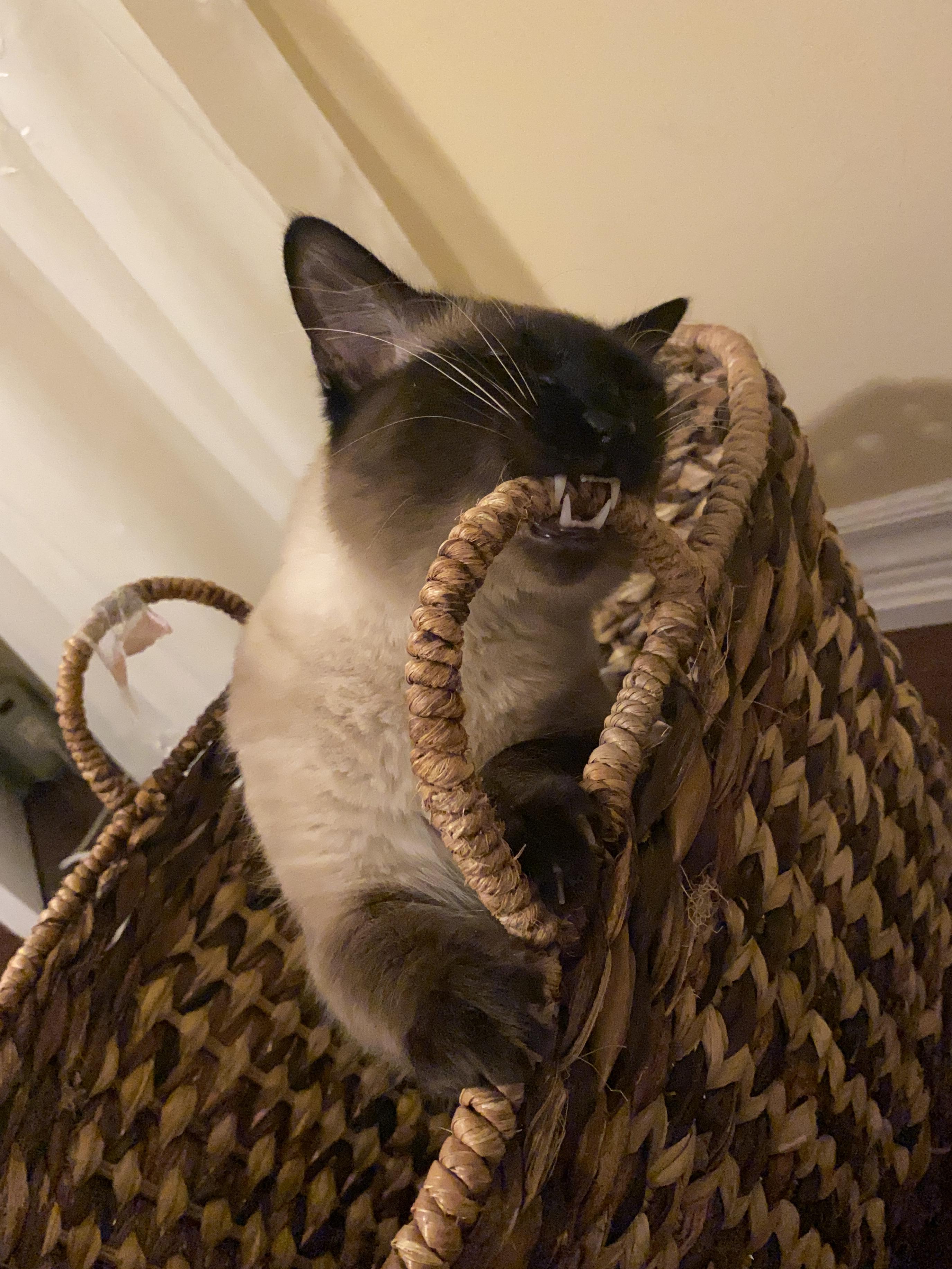 Munch munch | Scrolller