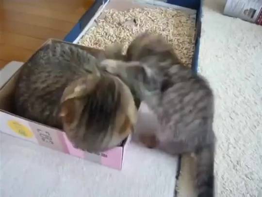 Munchkin slaps | Scrolller