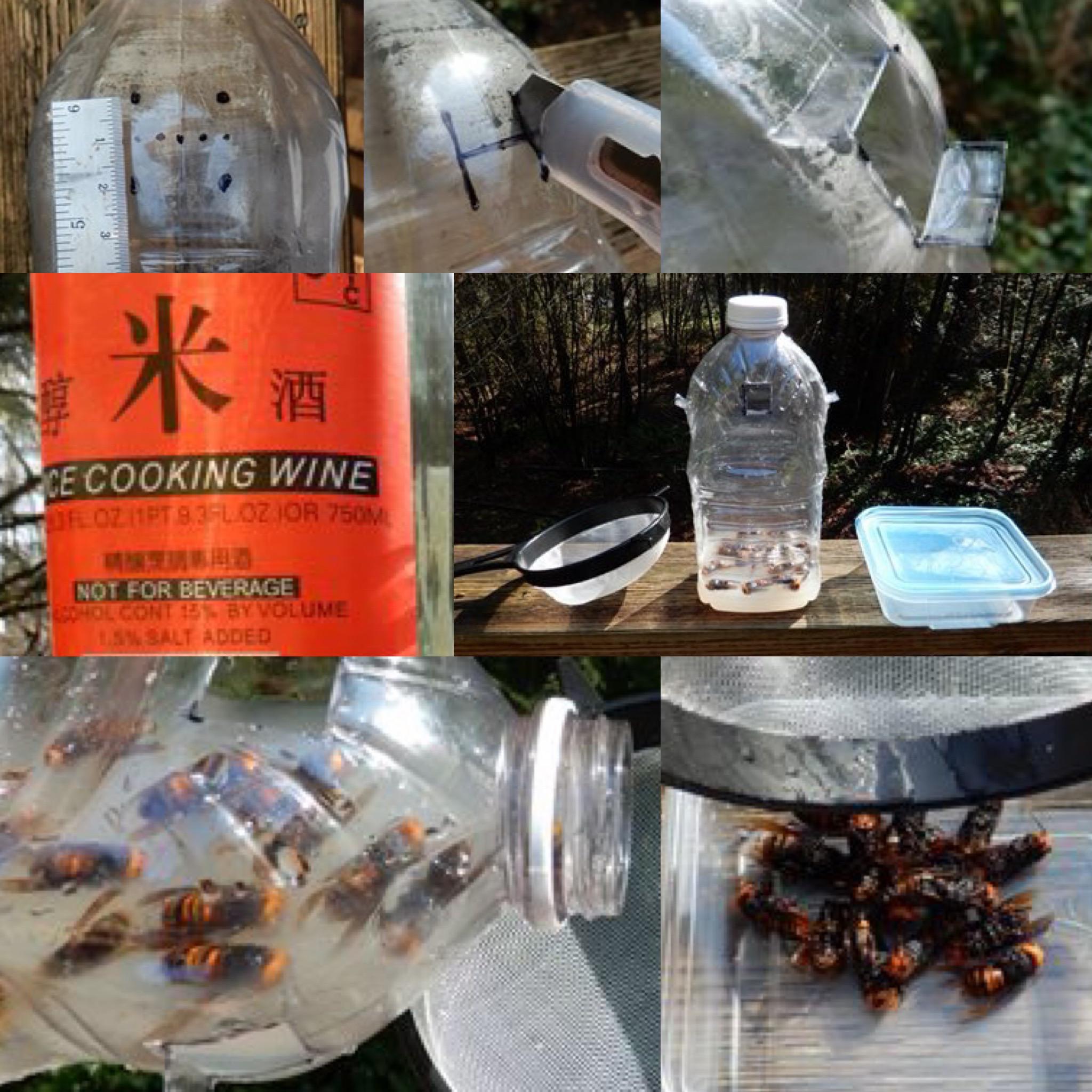 Murder Hornets | Scrolller