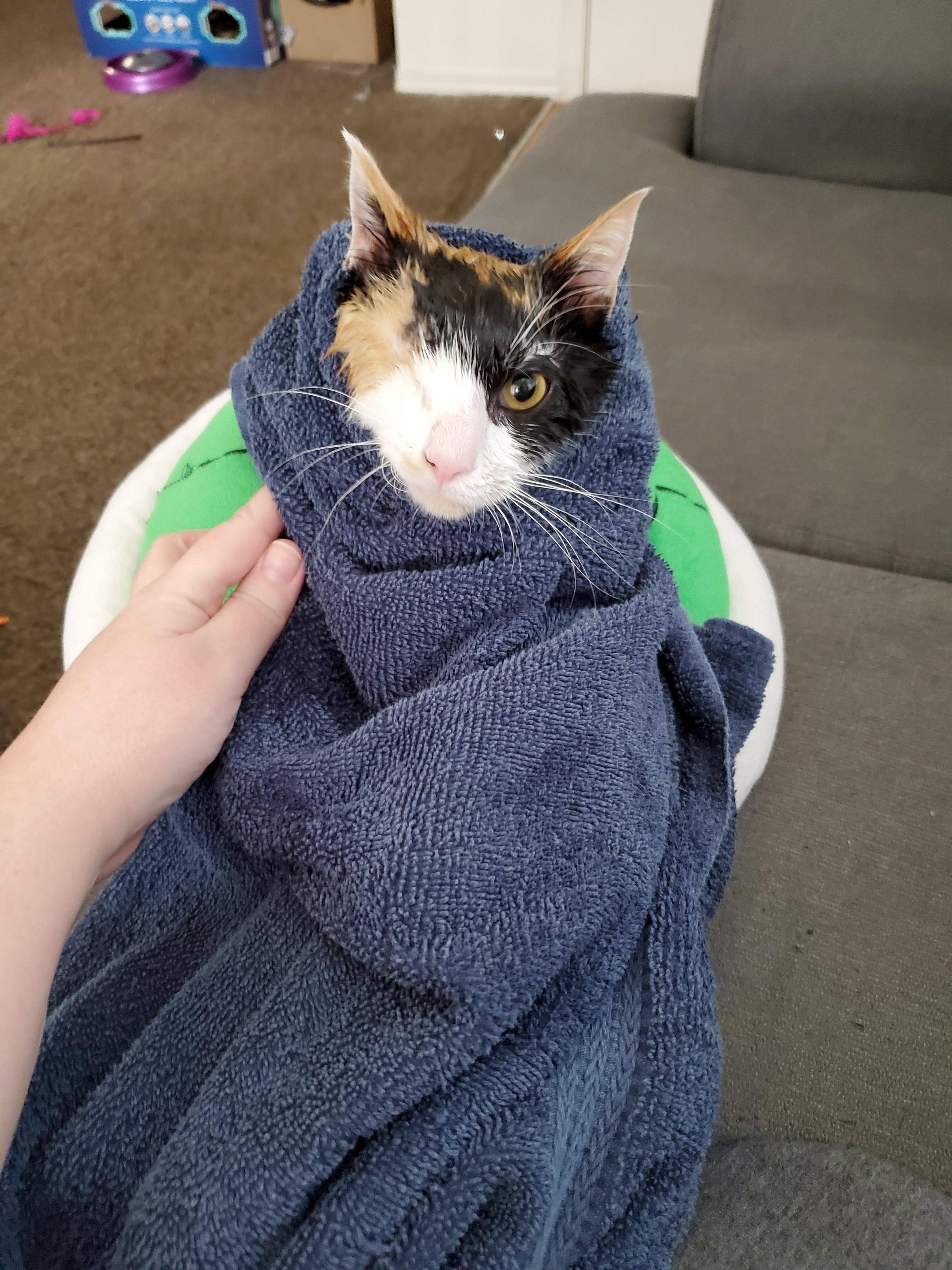 Murderous post-bath purrito | Scrolller