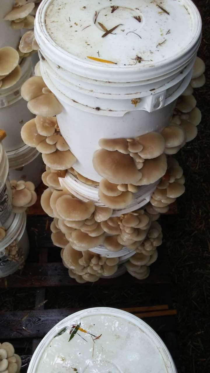 Mush buckets | Scrolller