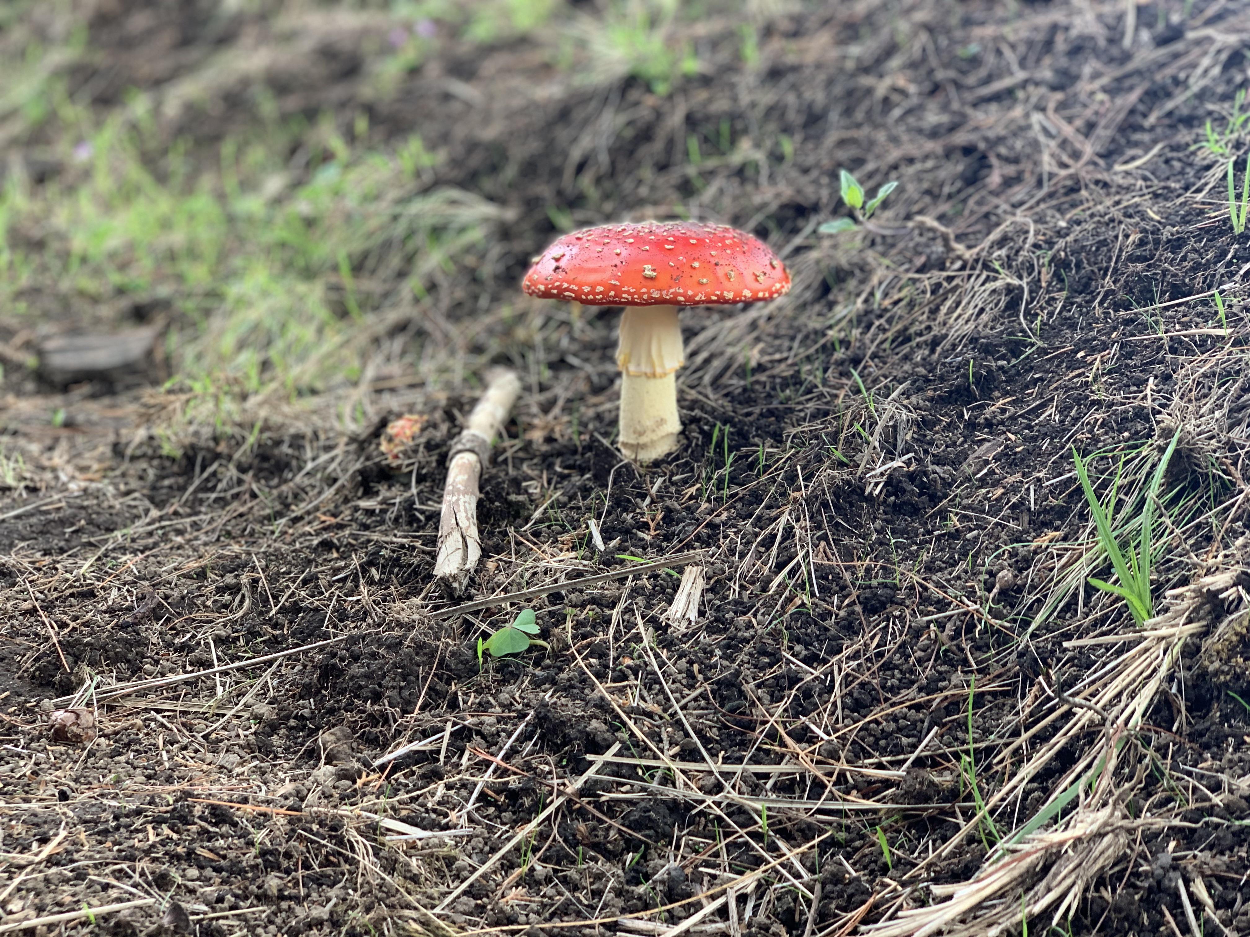 Mushroom 🍄🌳🌿 | Scrolller