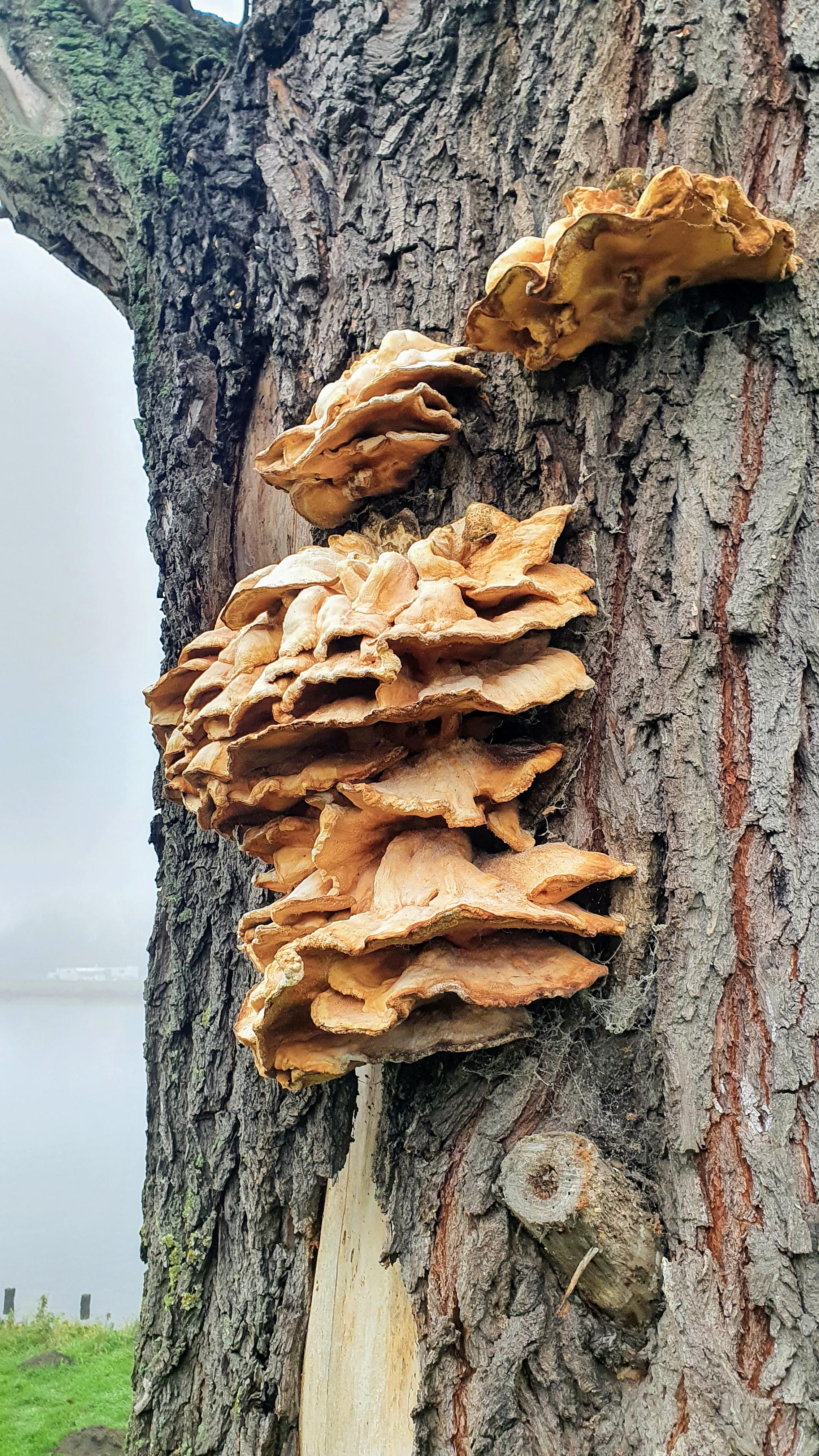 Mushroom tree | Scrolller