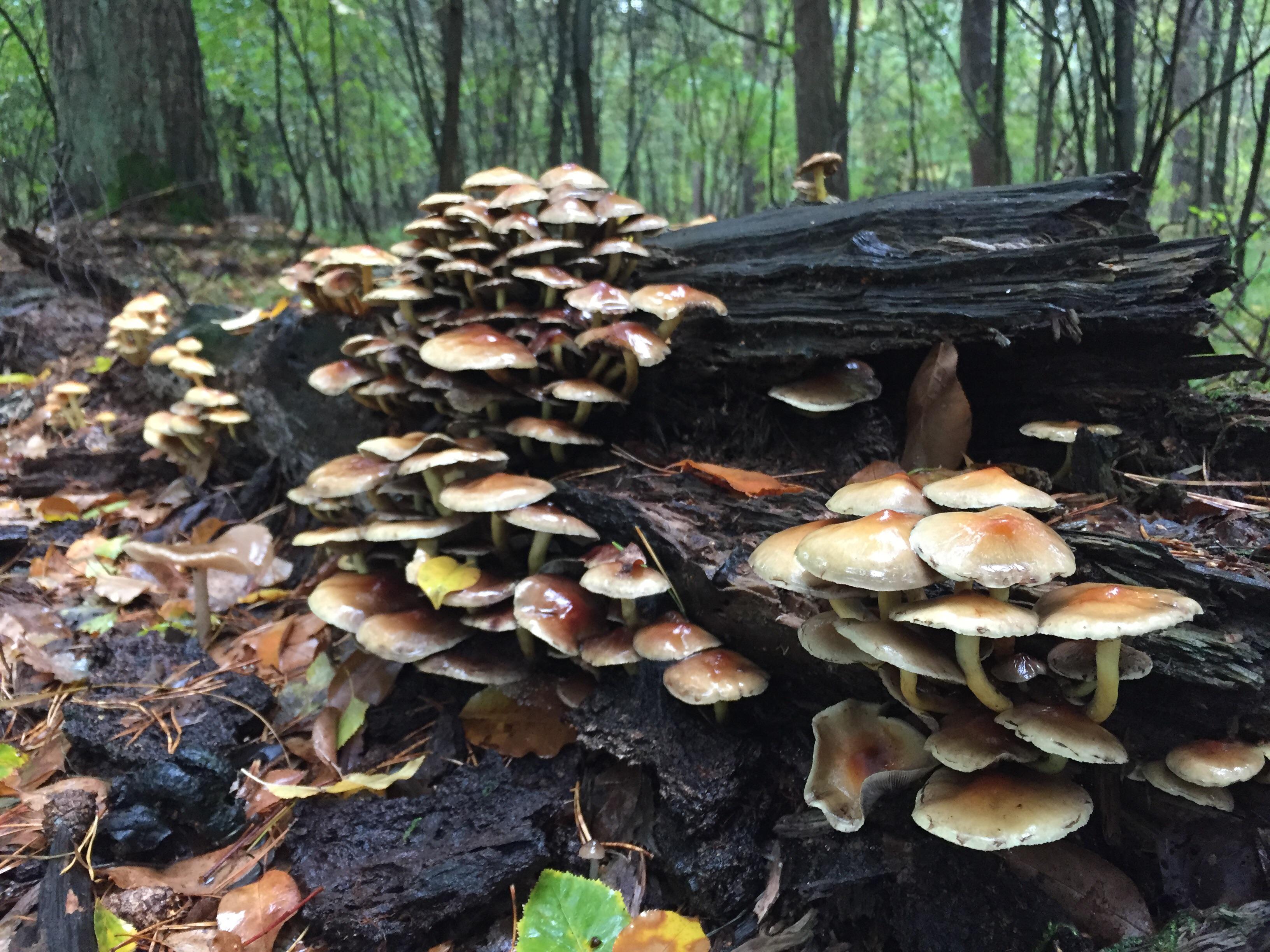 mushrooms at old tree | Scrolller