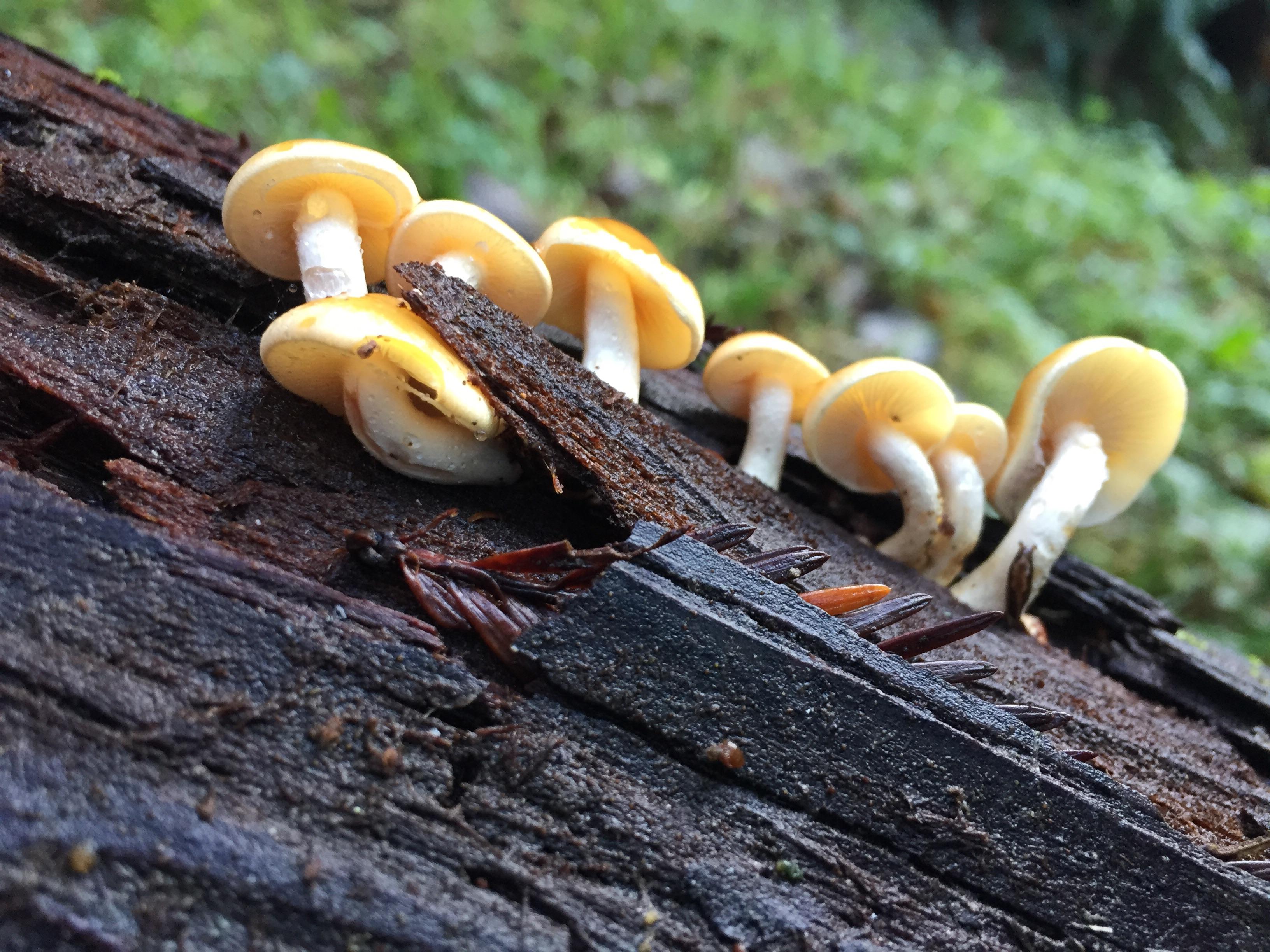 Mushrooms[oc] | Scrolller