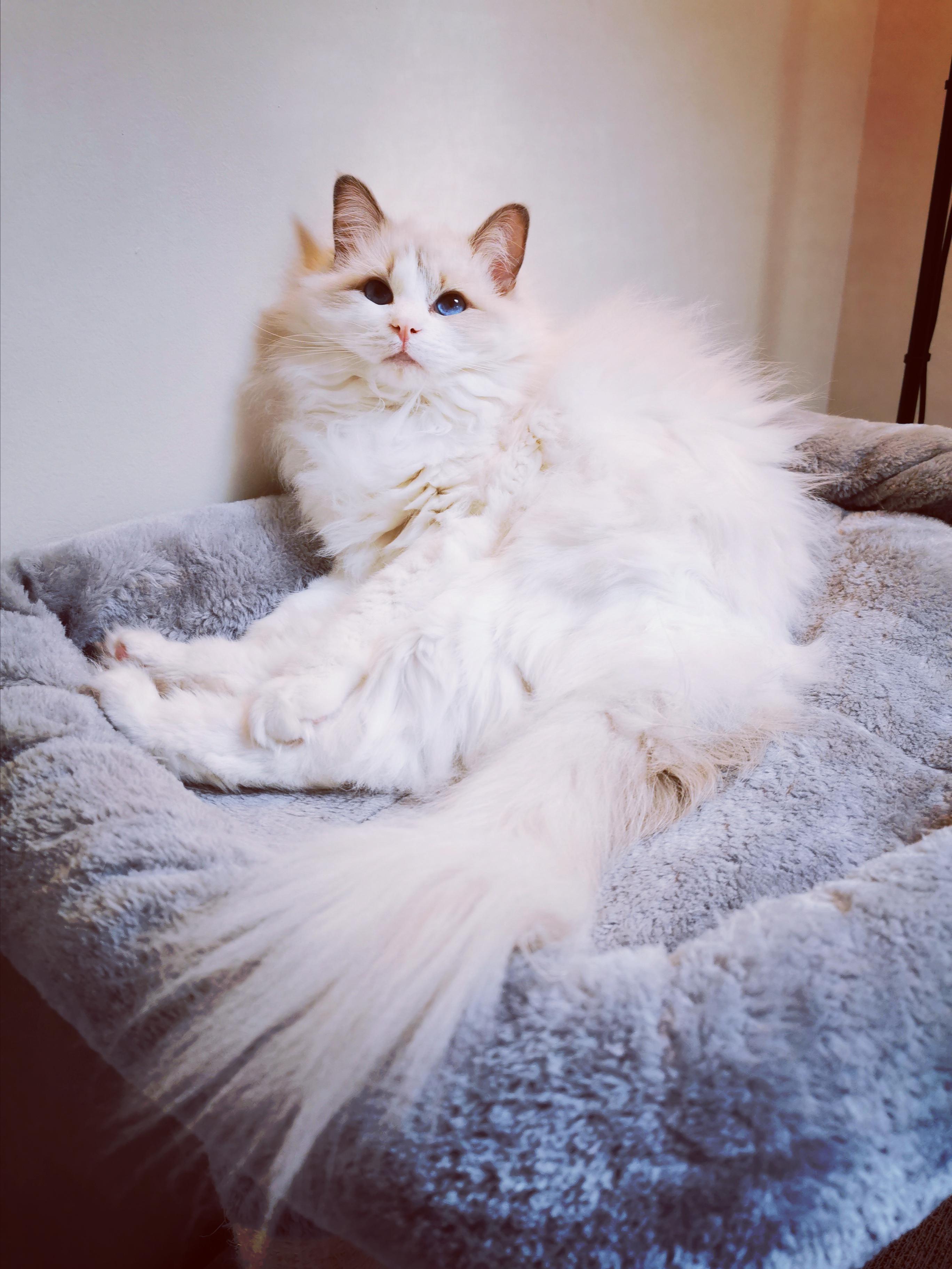 Must you disturb me to take photos human?! | Scrolller