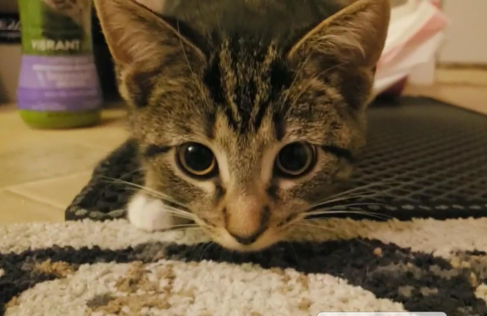 My 12-week-old Clementine perfecting her danger stare. | Scrolller