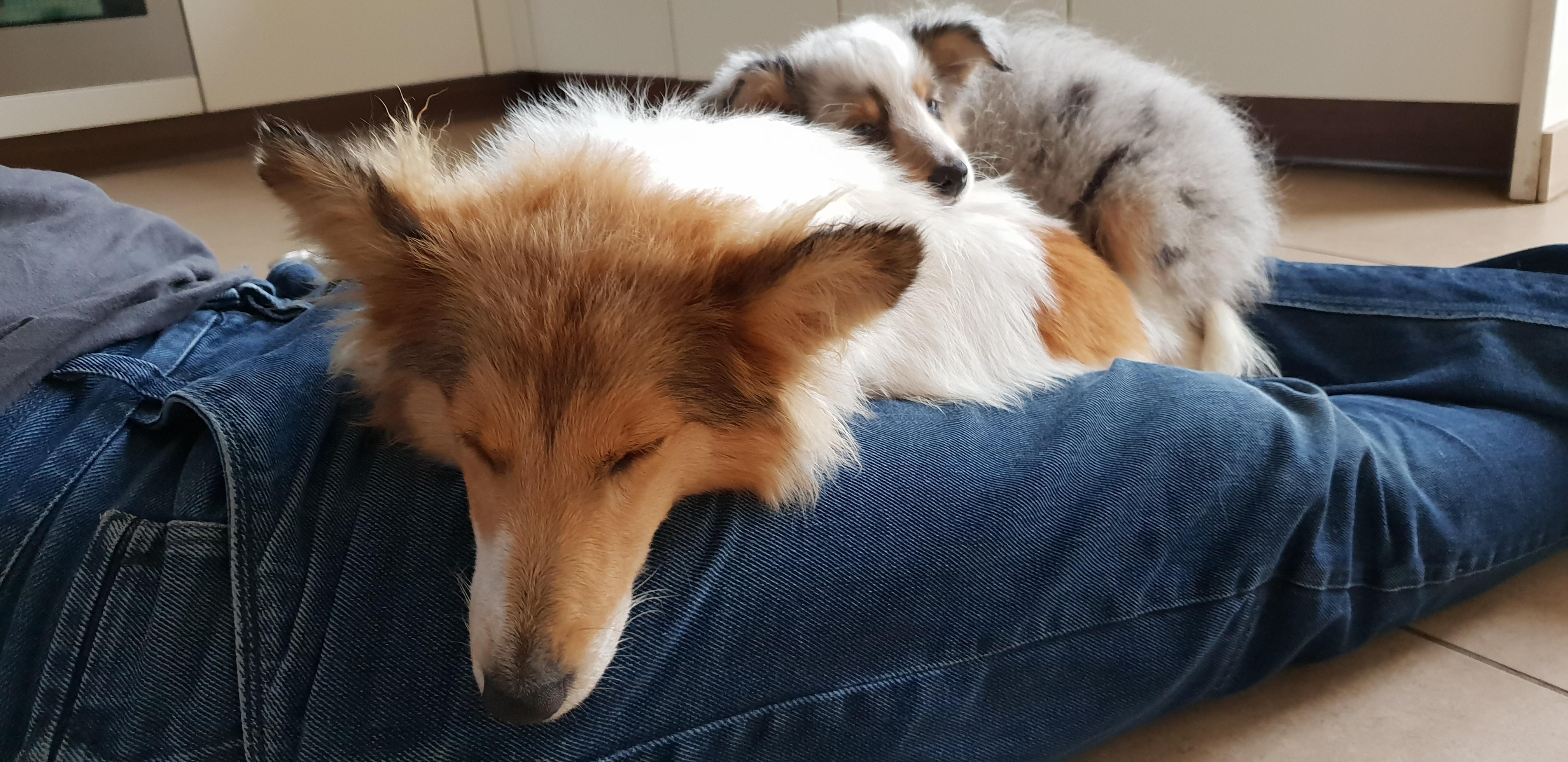 My 2 girls. Eevee and Rynn having a nap. | Scrolller