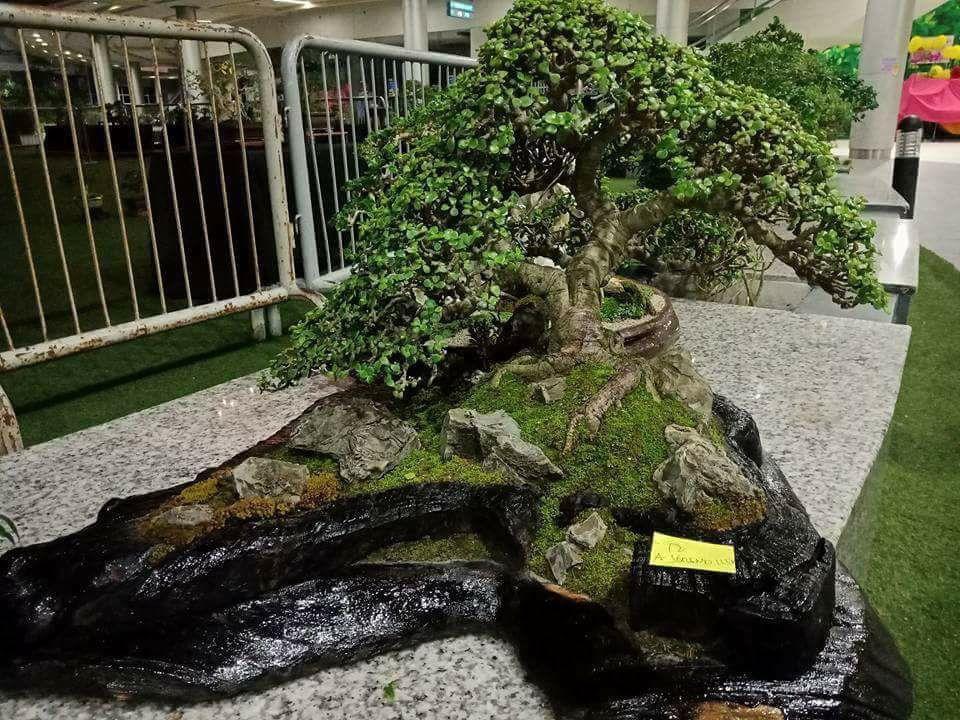 My 25 year old jade tree | Scrolller