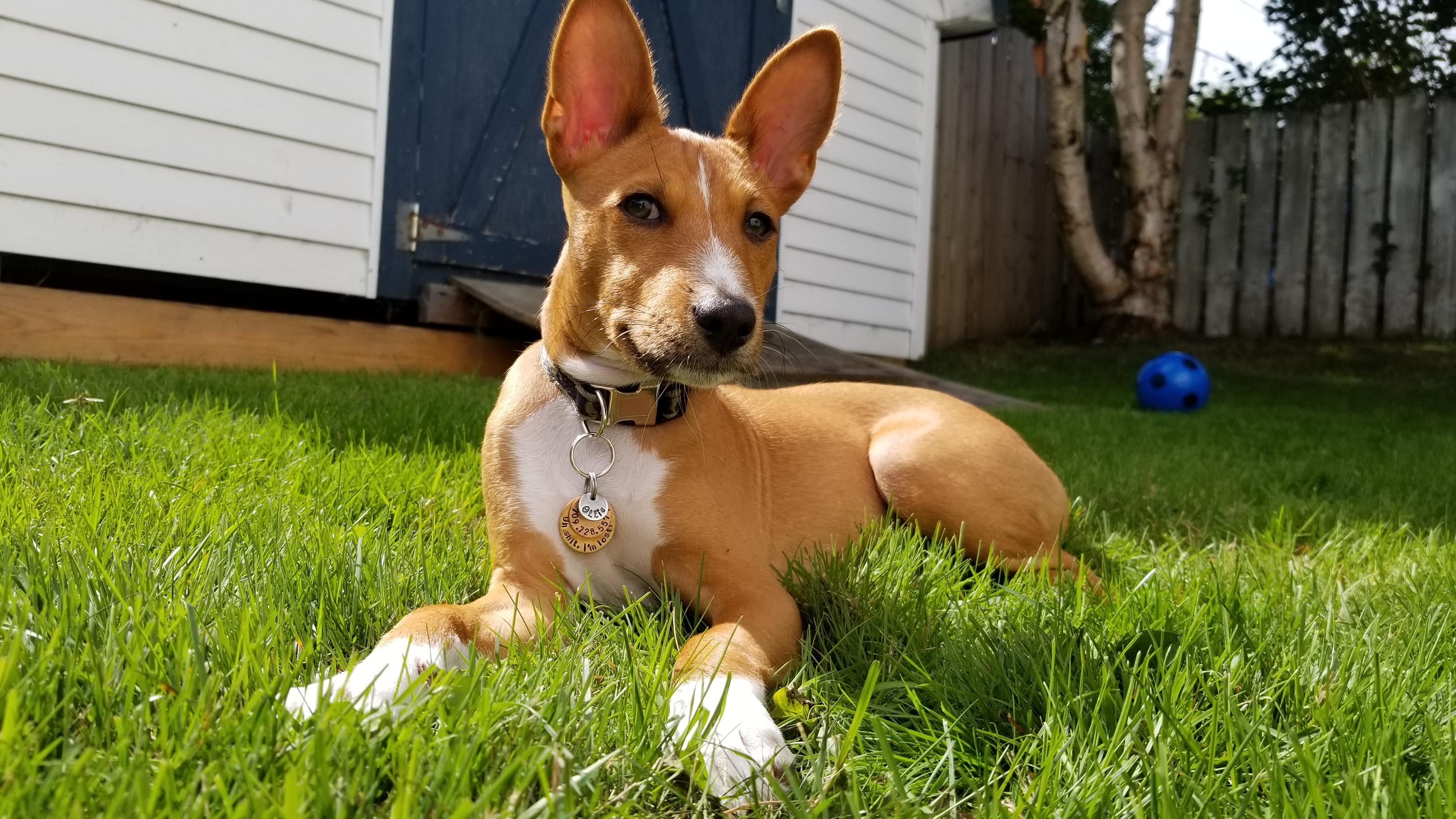 My 3 1/2 month old basenji. Ollie | Scrolller
