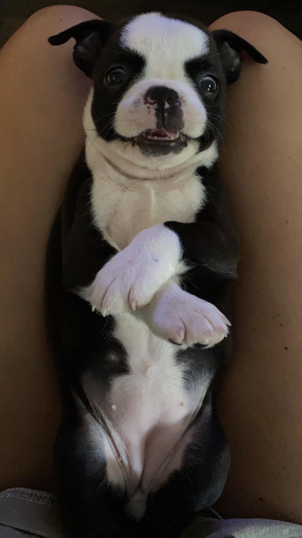 My 7 week old first Boston! | Scrolller