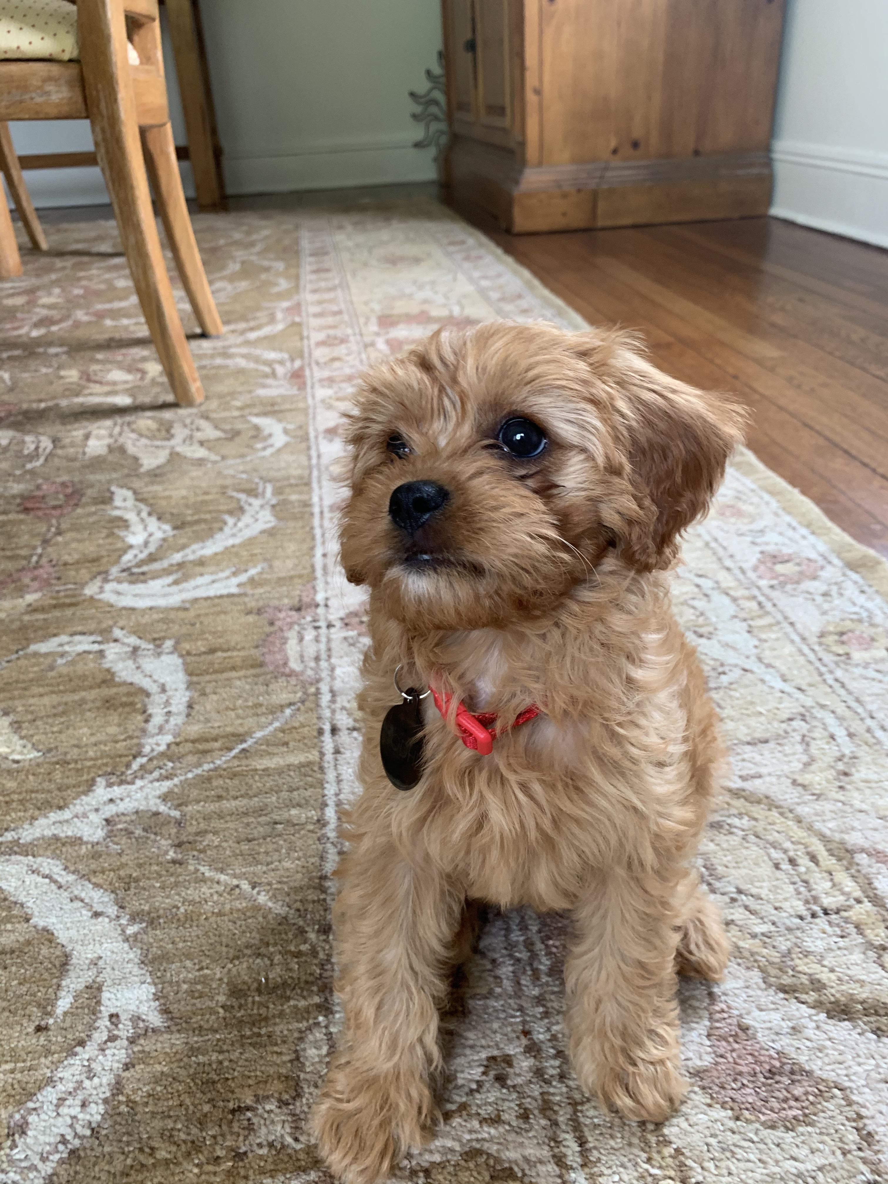 My 9 week old Cavapoo: Meet Bodhi 🕉 | Scrolller