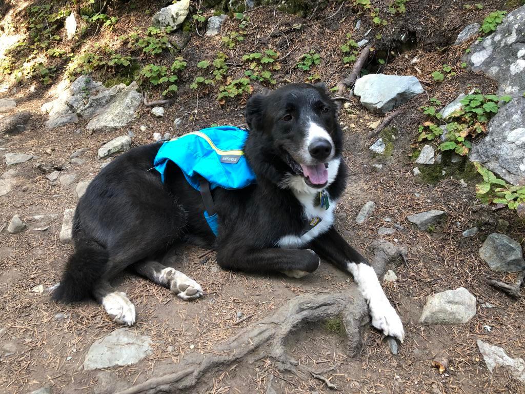 My adventure buddy enjoying her first hike in the PNW | Scrolller