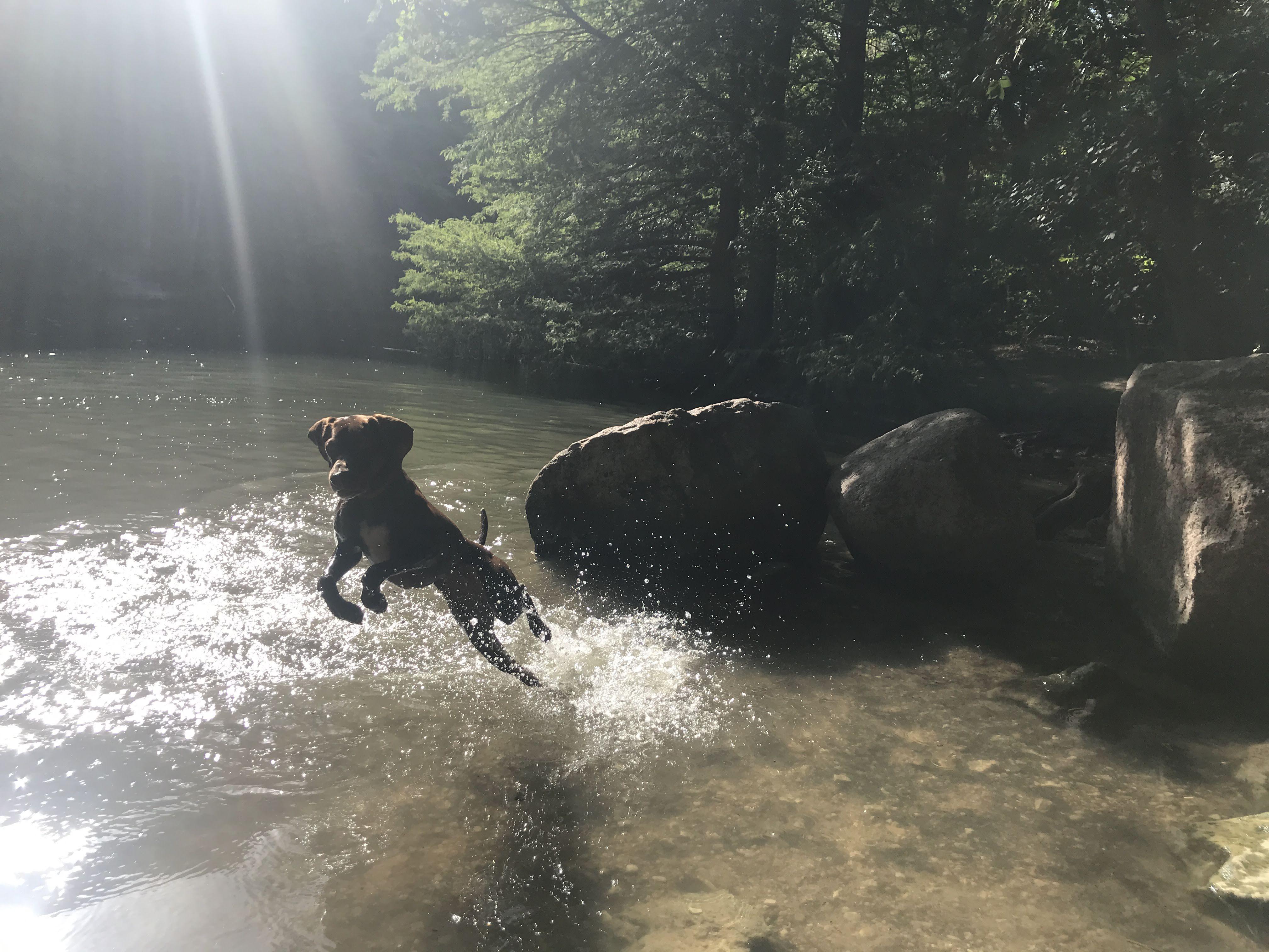 My all action Ruby taking flight | Scrolller