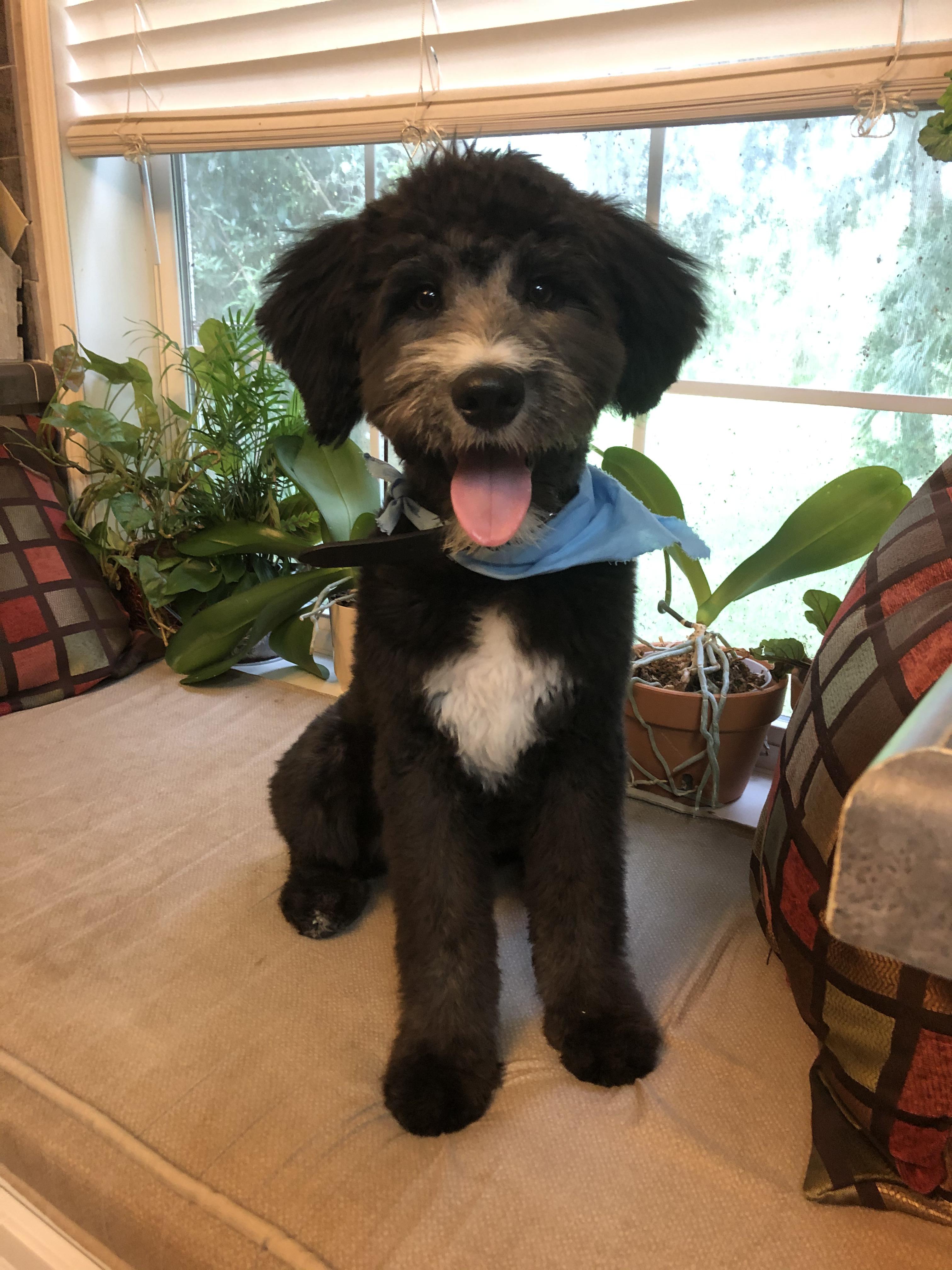 my baby is looking handsome after his first groom! | Scrolller