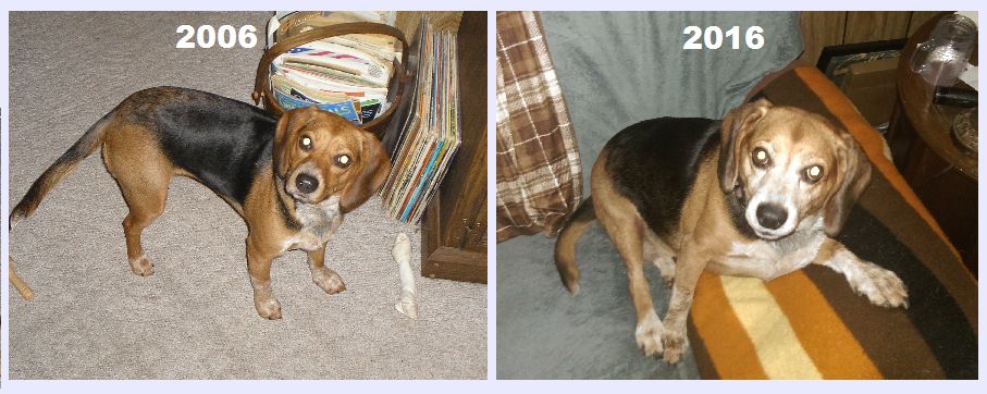 My beagle Lucy, 2006 and today | Scrolller