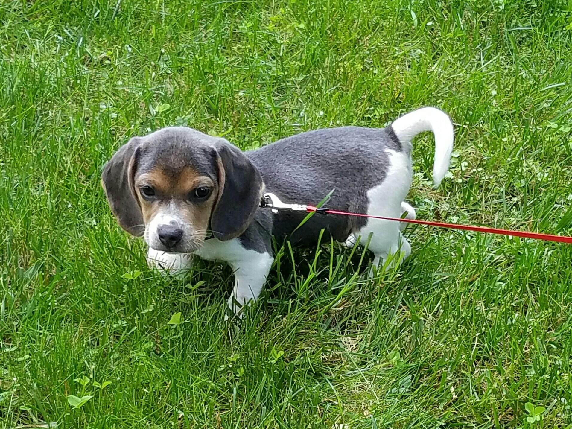 My beagle puppy’s first day home | Scrolller