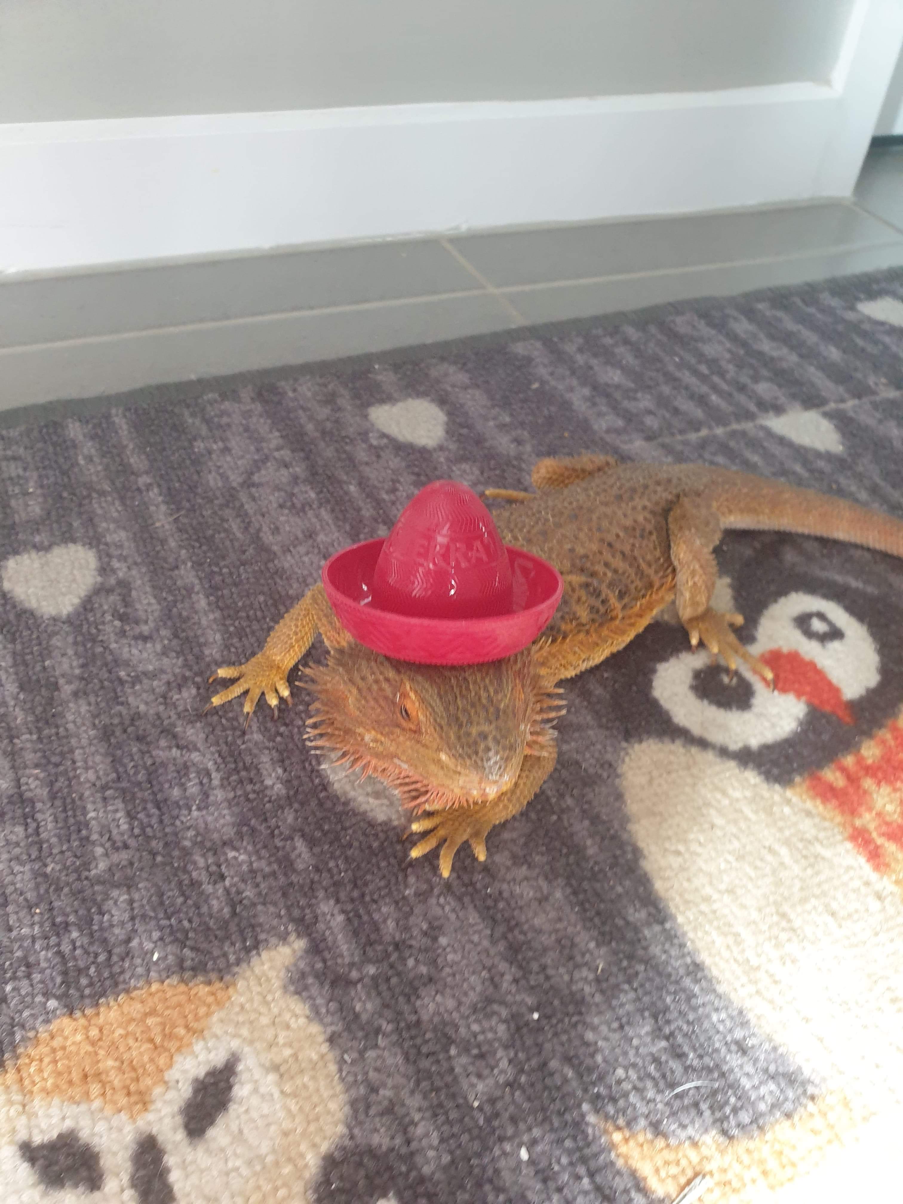 My bearded dragon with a sombrero. | Scrolller