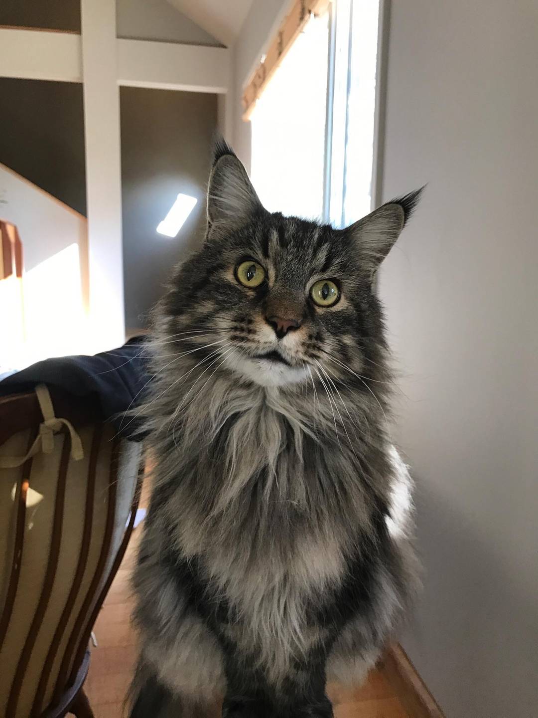 My beautiful best friend, who passed away 12/02/2017 after 15 years of perfect Maine Coon love ️ ...
