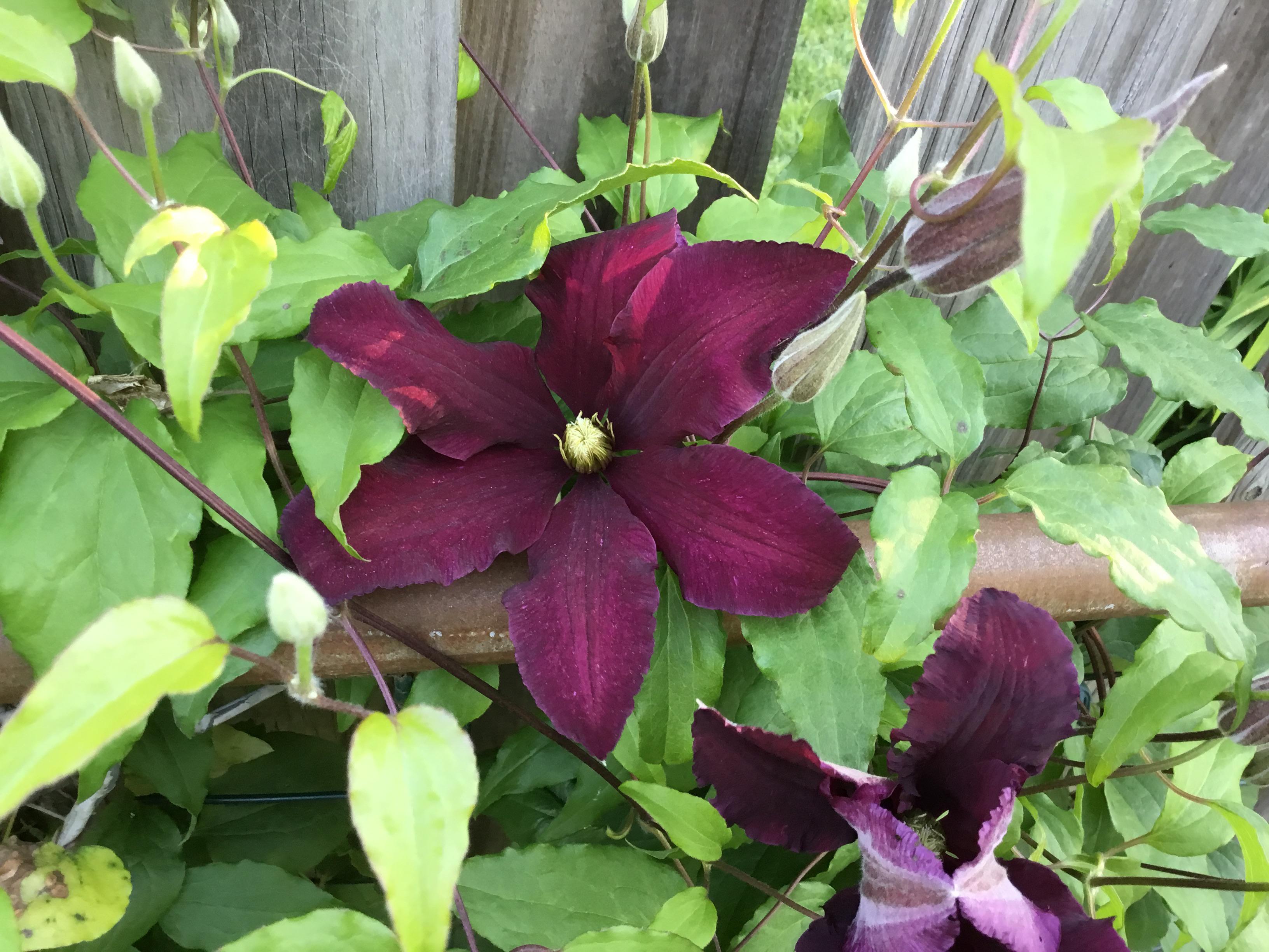 My beautiful burgundy Clematis (NIOBE) | Scrolller