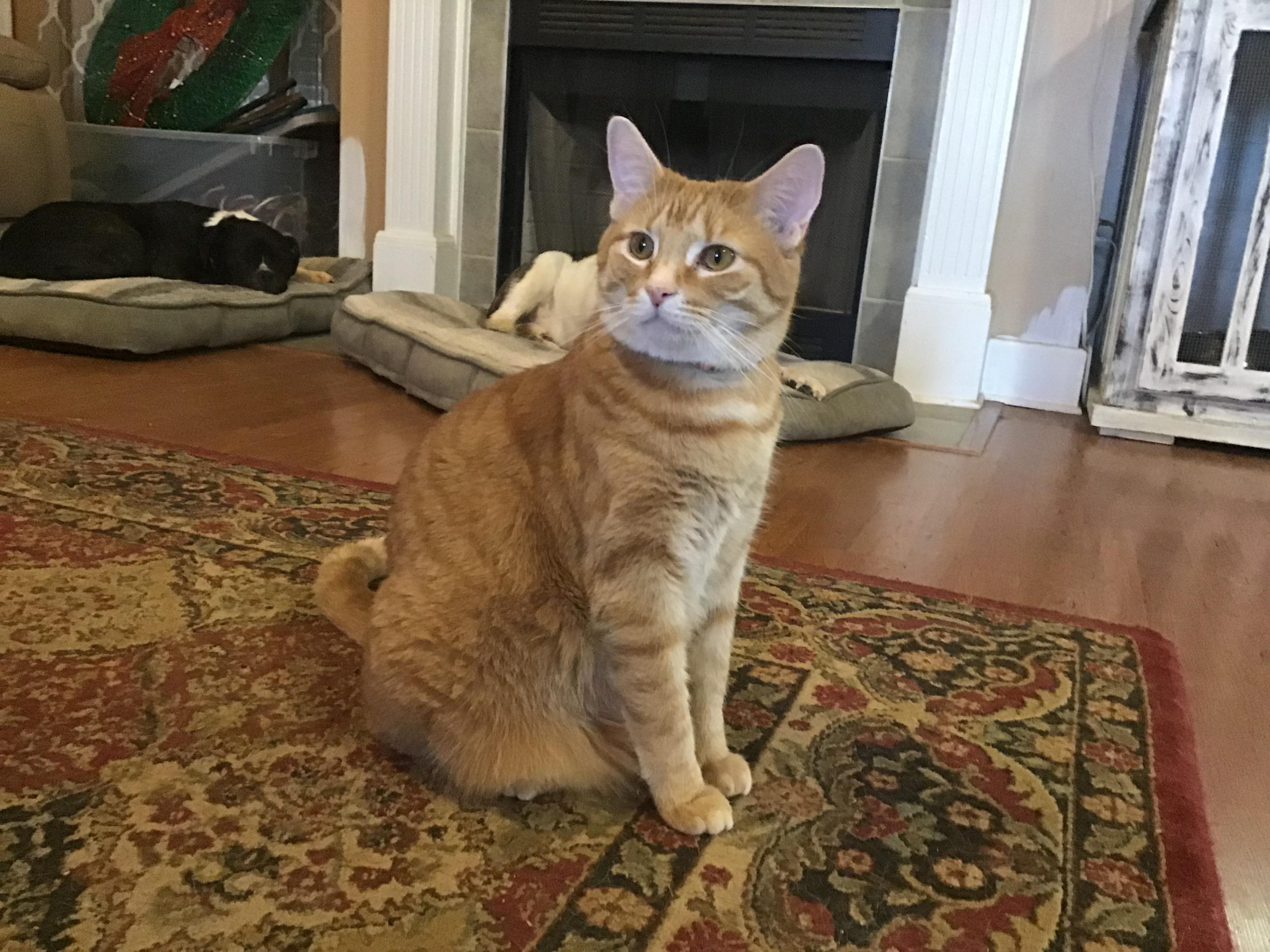 My beautiful chonk | Scrolller