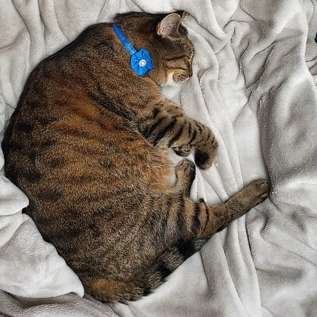My beautiful Chonk Queen ️ | Scrolller
