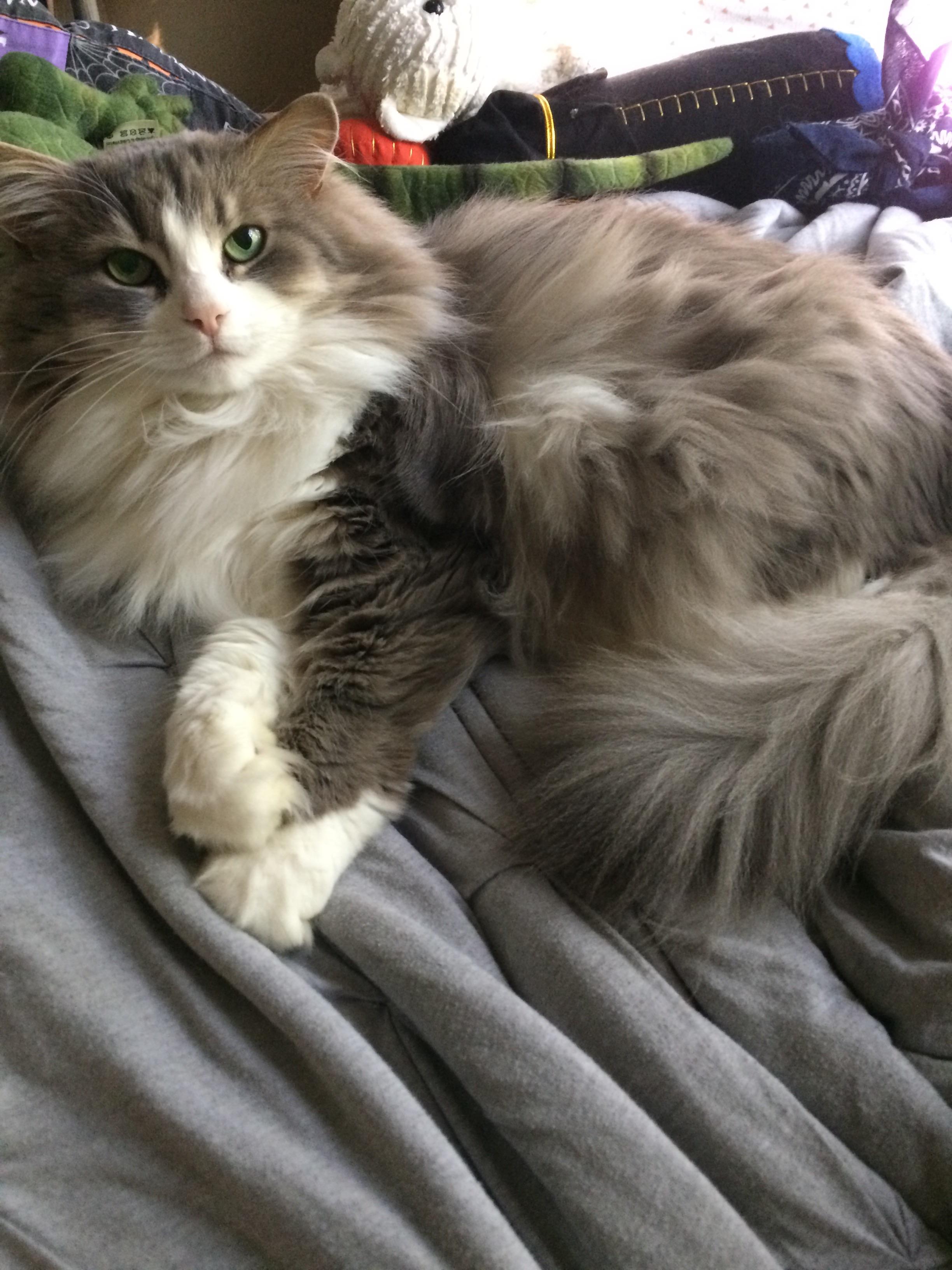 My beautiful floof | Scrolller
