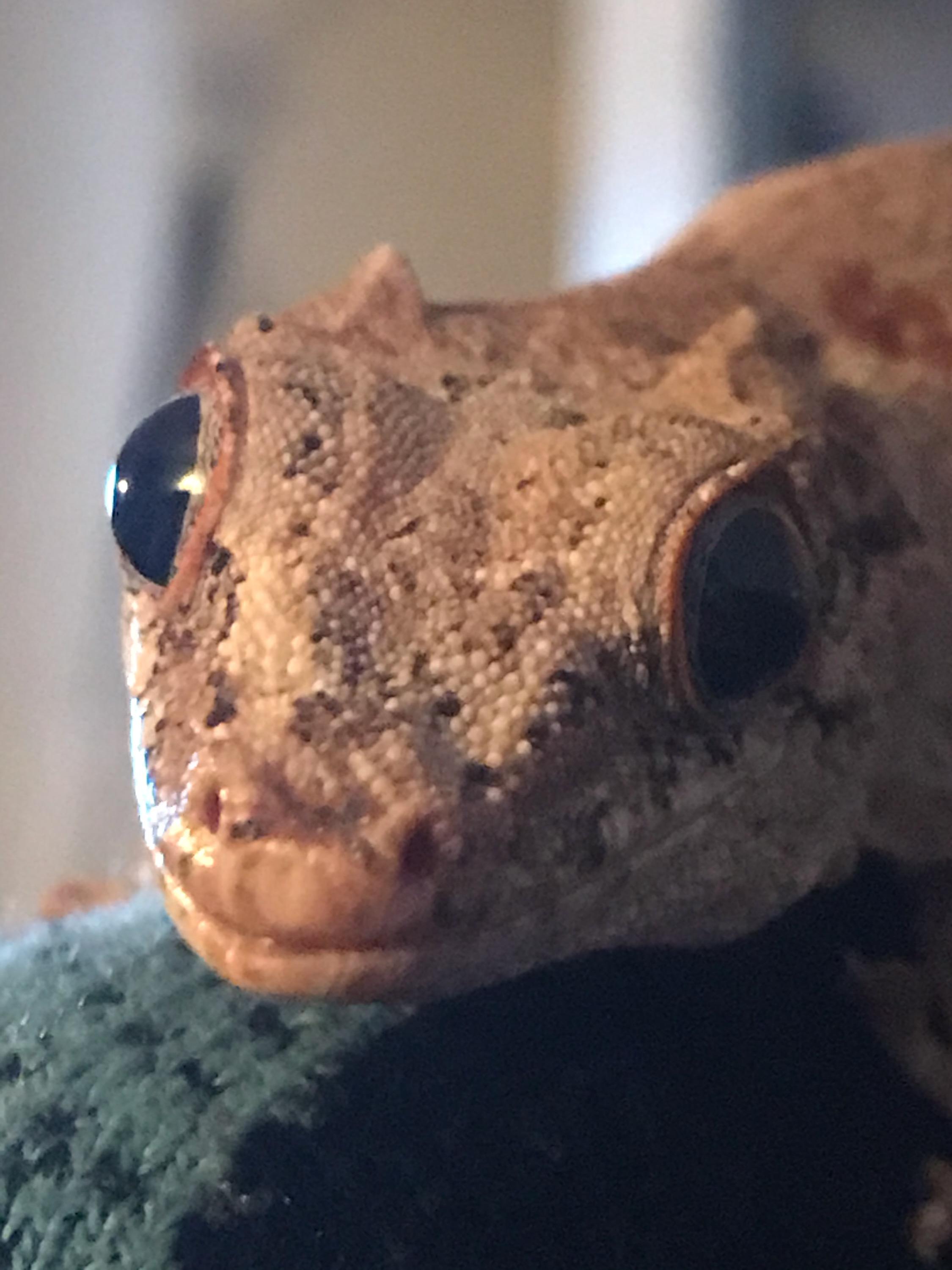 My beautiful gargoyle gecko | Scrolller