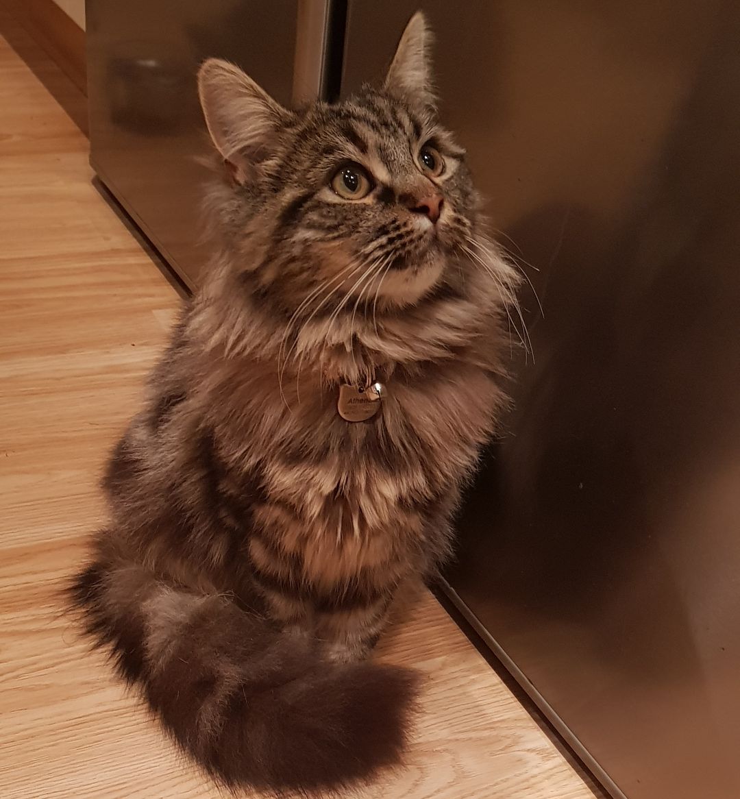 My beautiful Moomoo :) | Scrolller