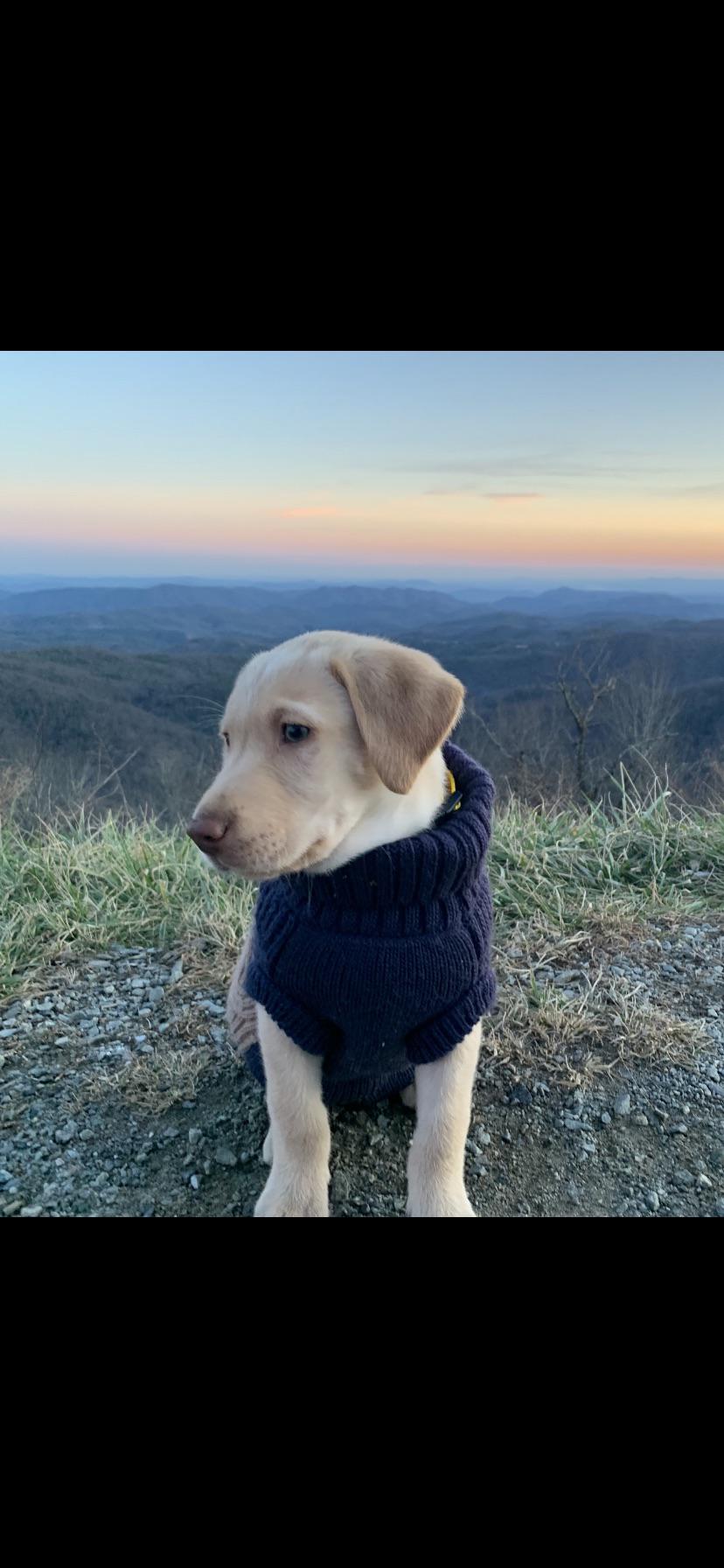 My best friends photogenic little pup | Scrolller