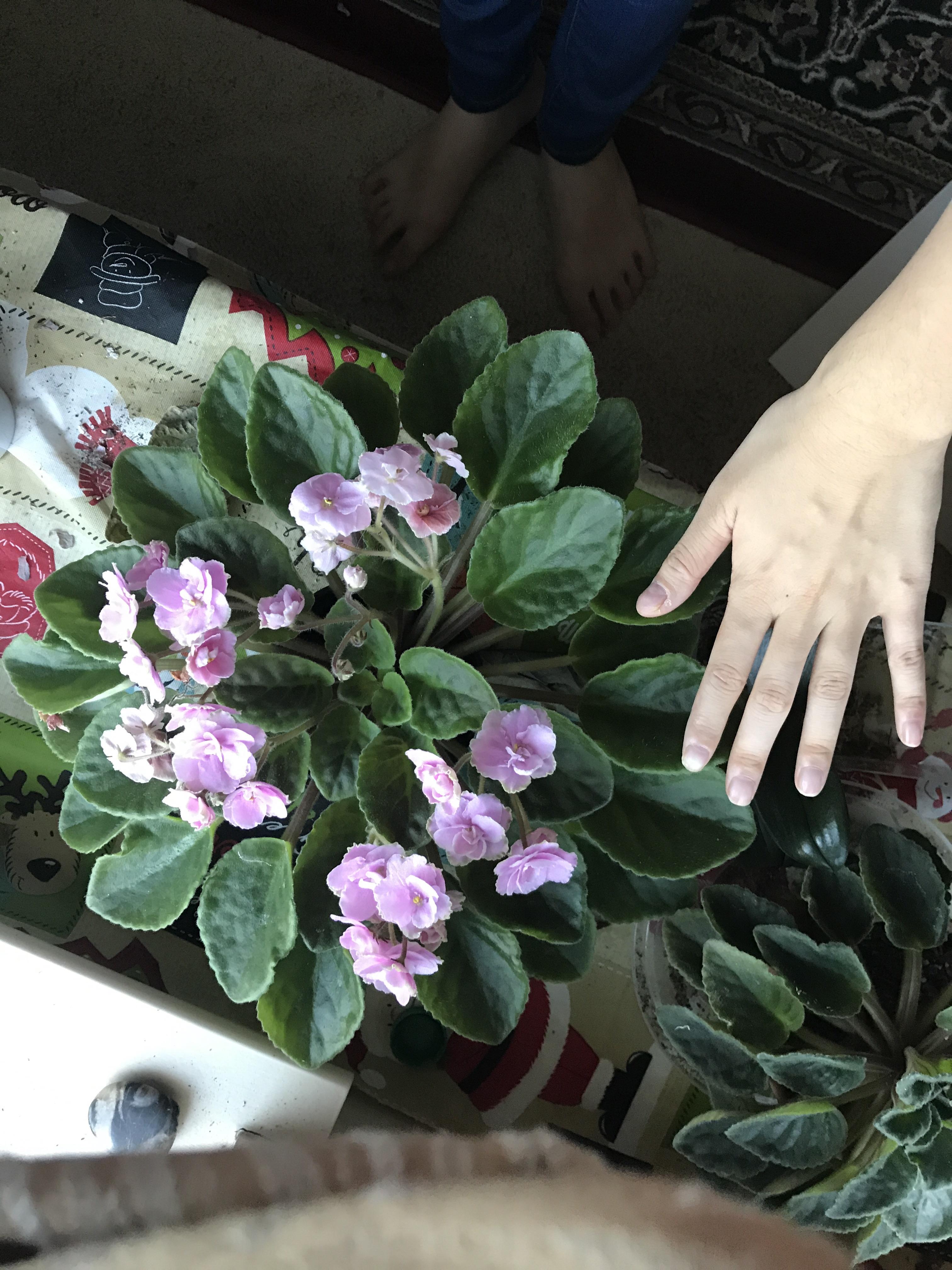 My big boy (hand for scale) | Scrolller