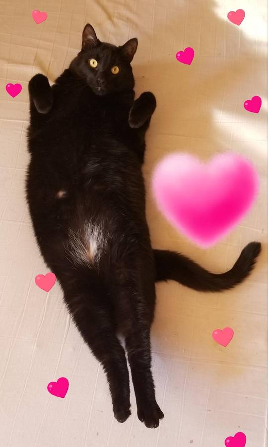 My big boy showing off his belly | Scrolller