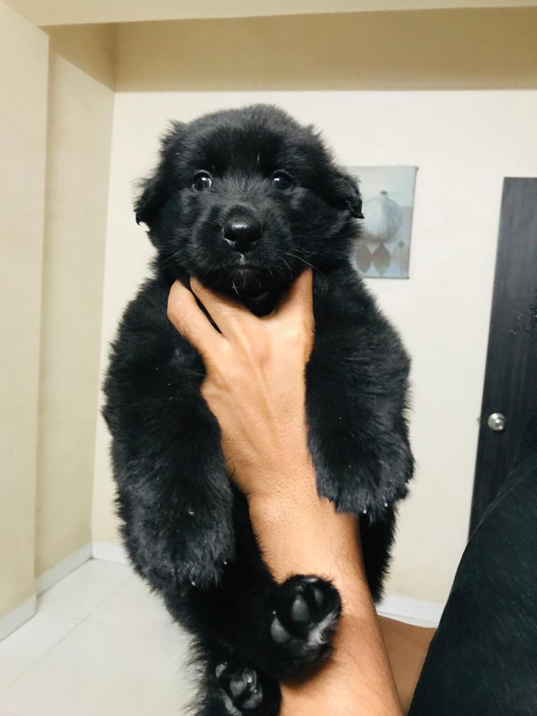 My Black GSD pup 'Lucifer' #blackgsd #lucifer | Scrolller