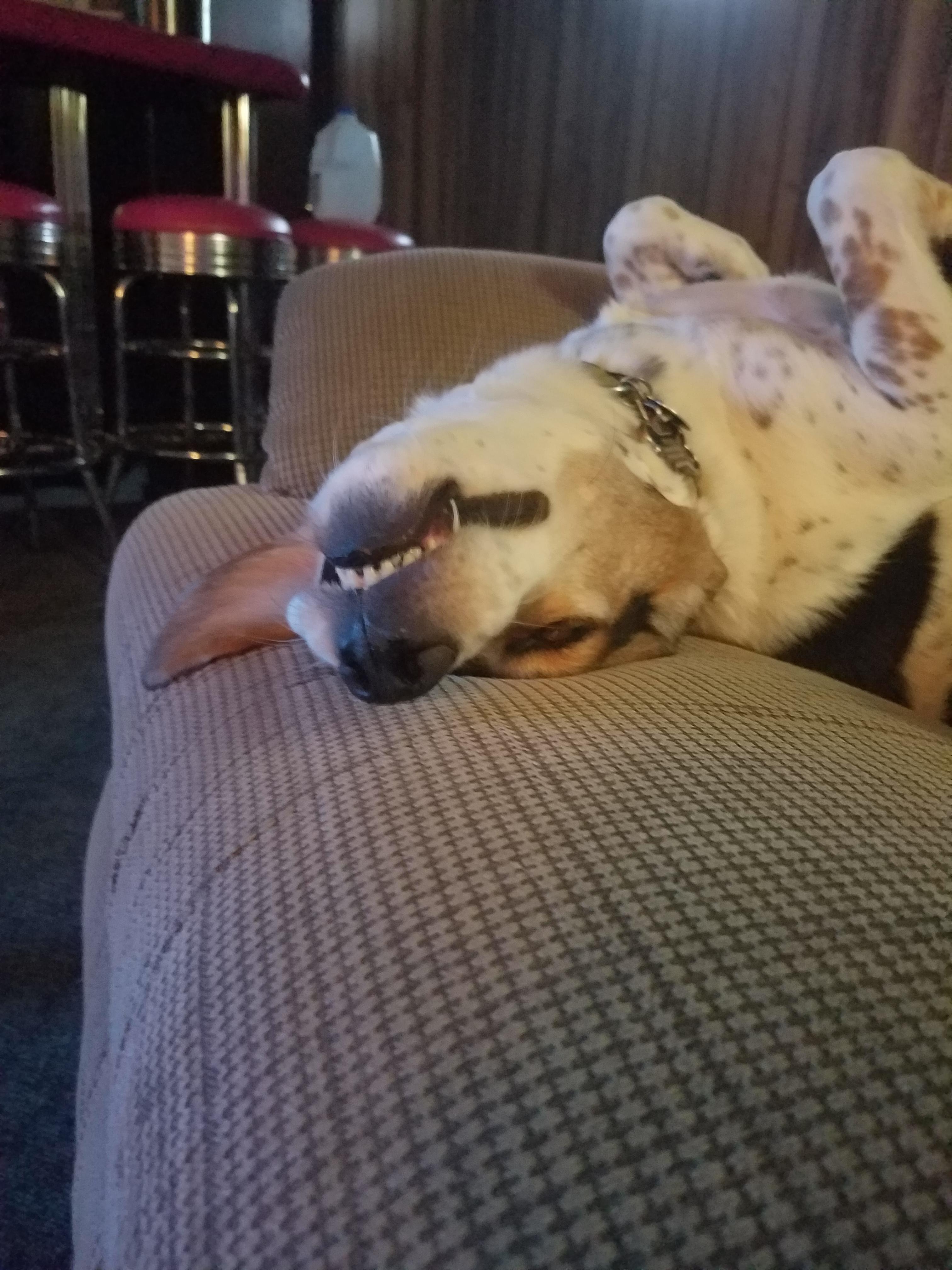 My boy bruno. | Scrolller