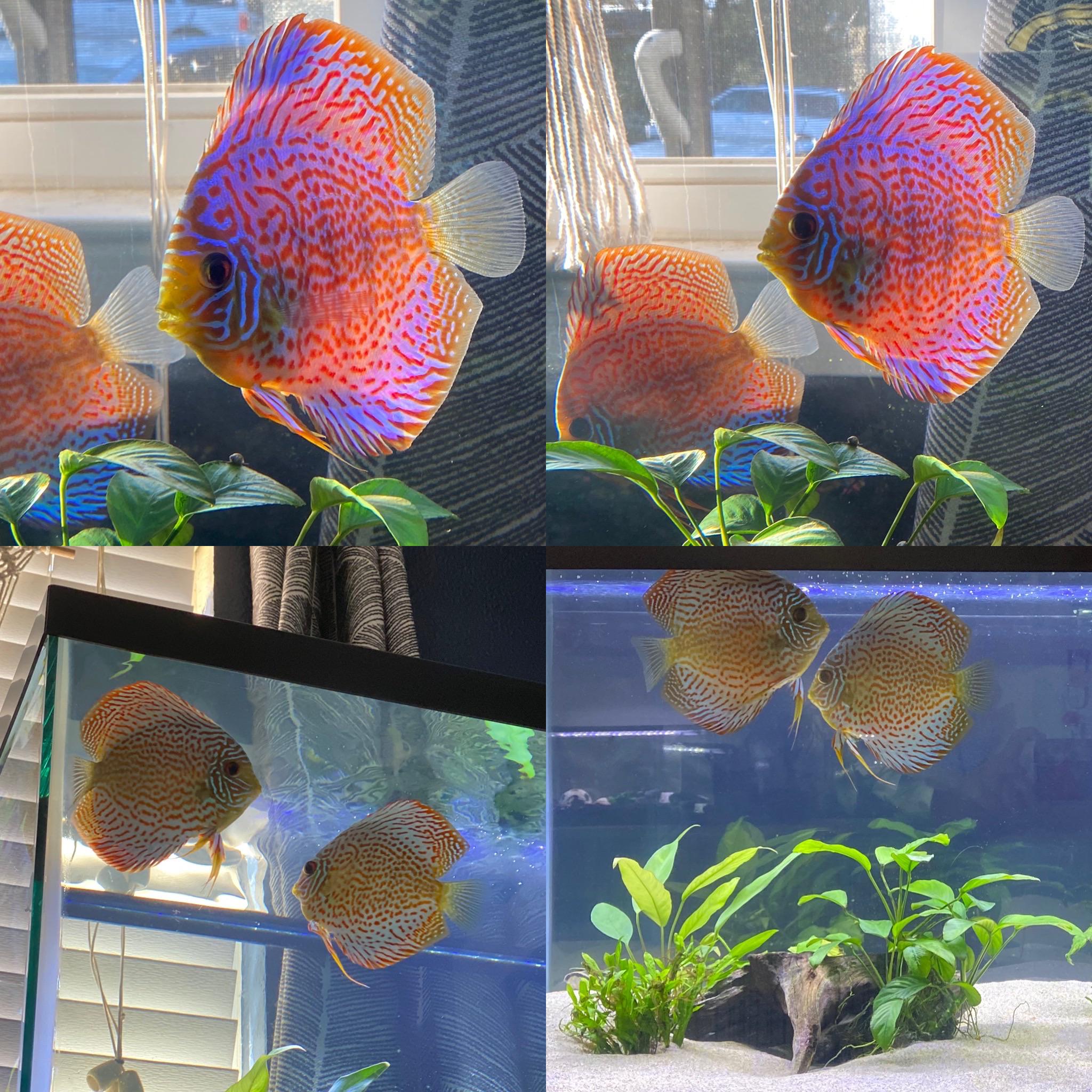 My breeding pair of Leopard Discus | Scrolller