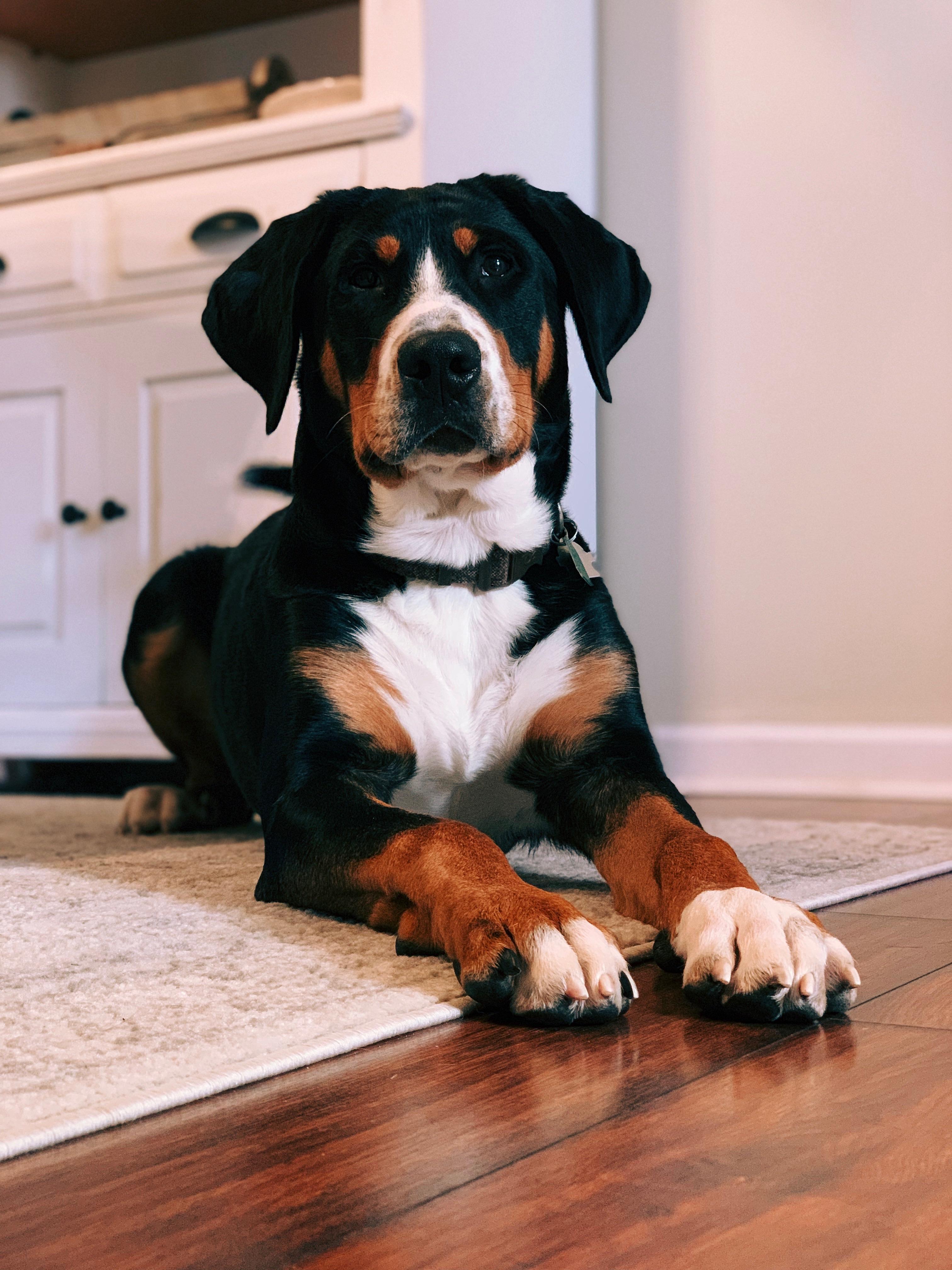 My buddy Bear! | Scrolller