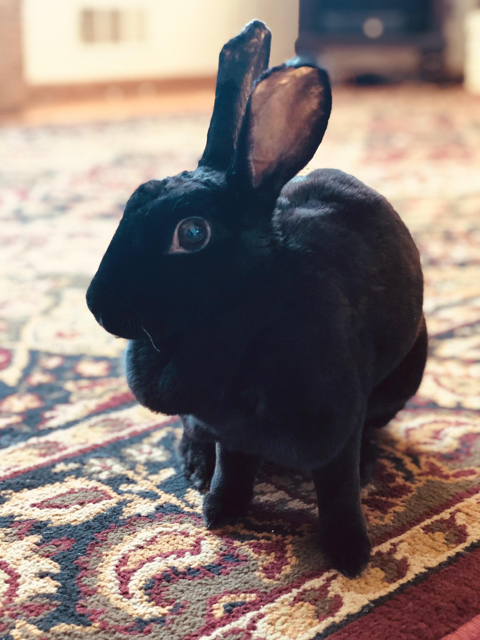 My bun, Morpheus | Scrolller