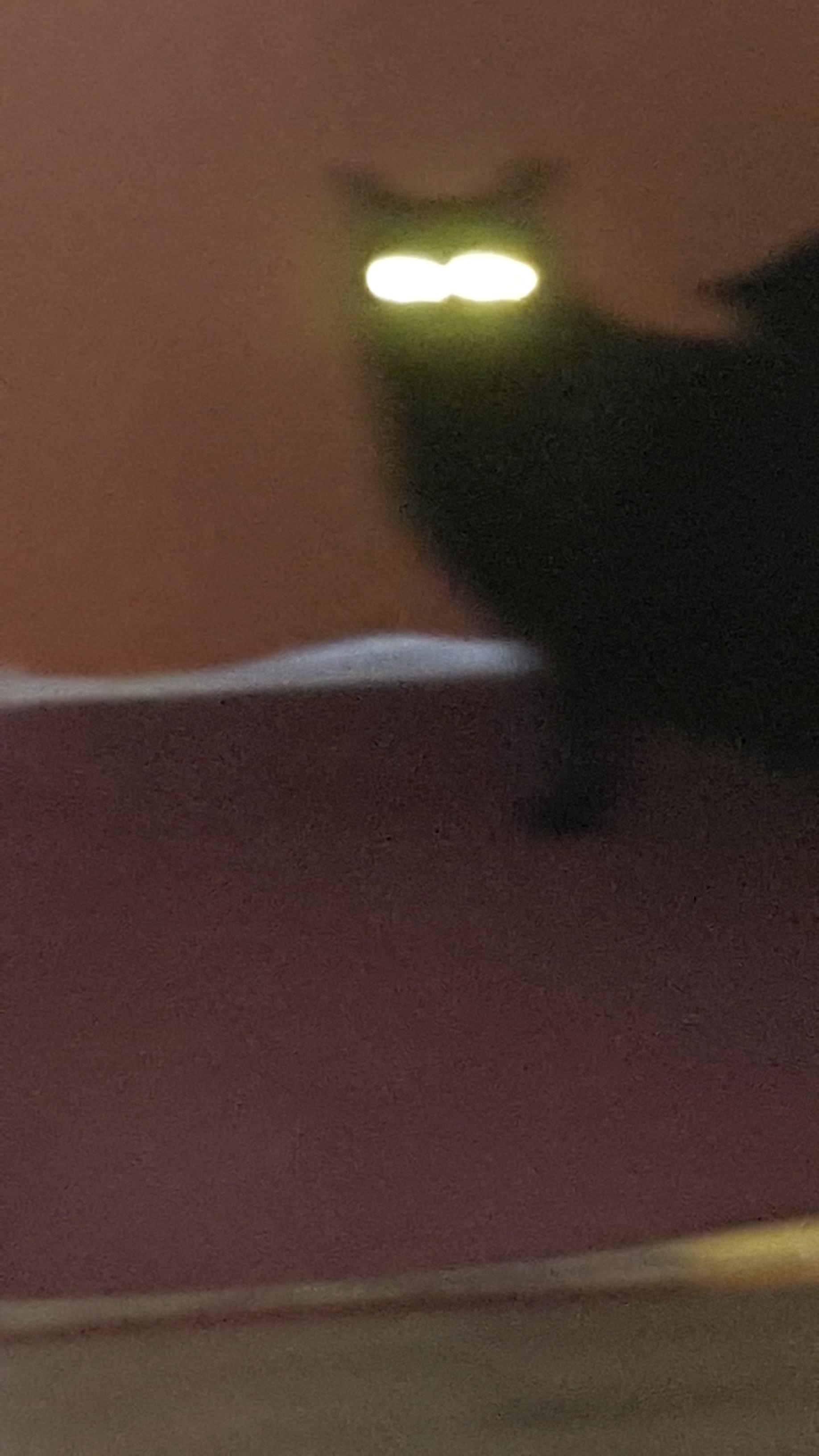 My cat back it again being cursed | Scrolller