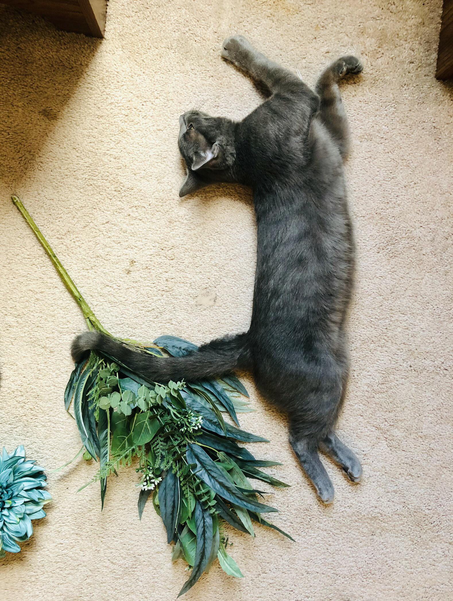 My cat casually creating a renaissance painting. | Scrolller