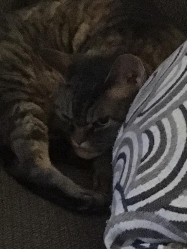 My cat got extremely grumpy.. | Scrolller